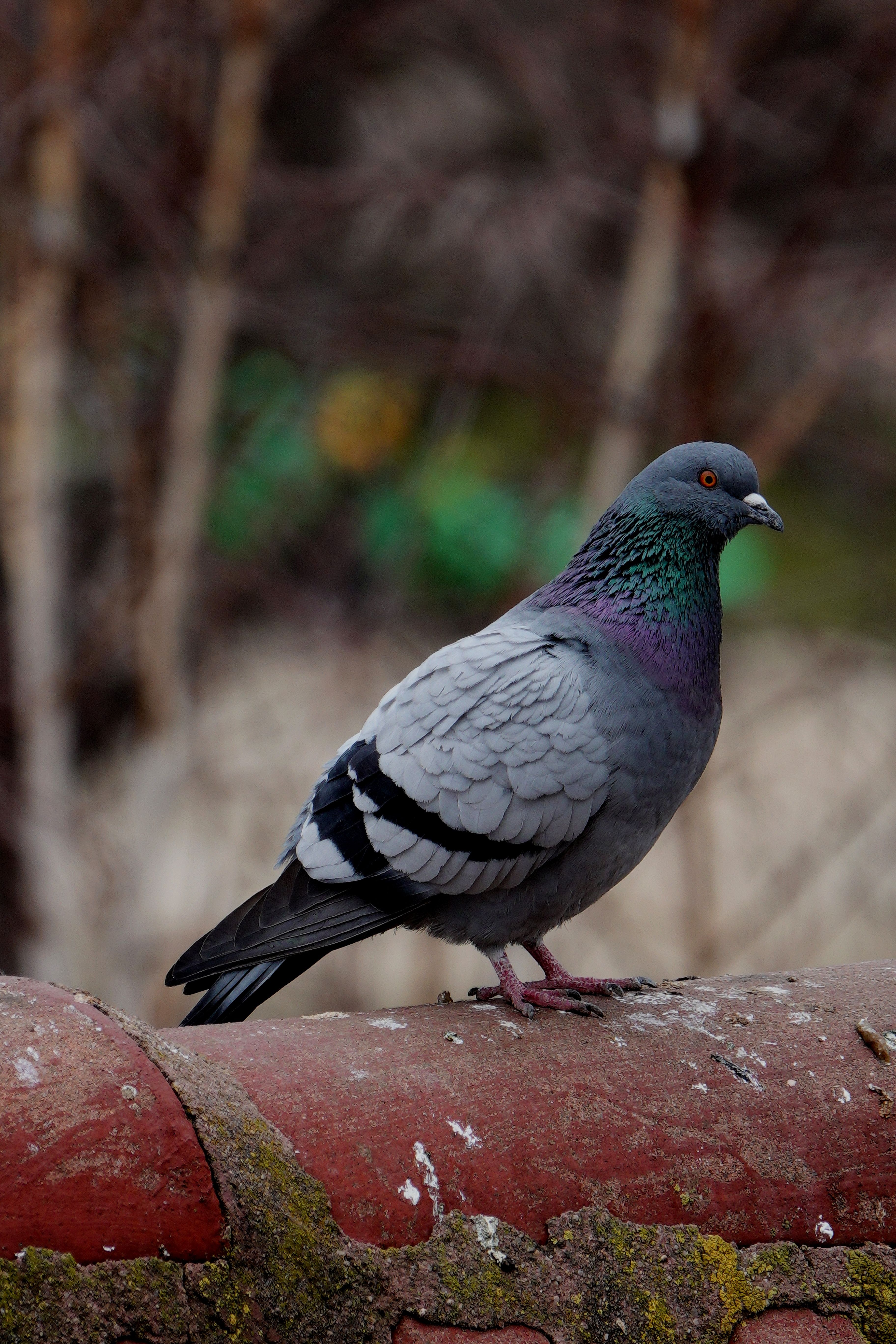 Portrait of a Pigeon Standing on a Wooden Log · Free Stock Photo