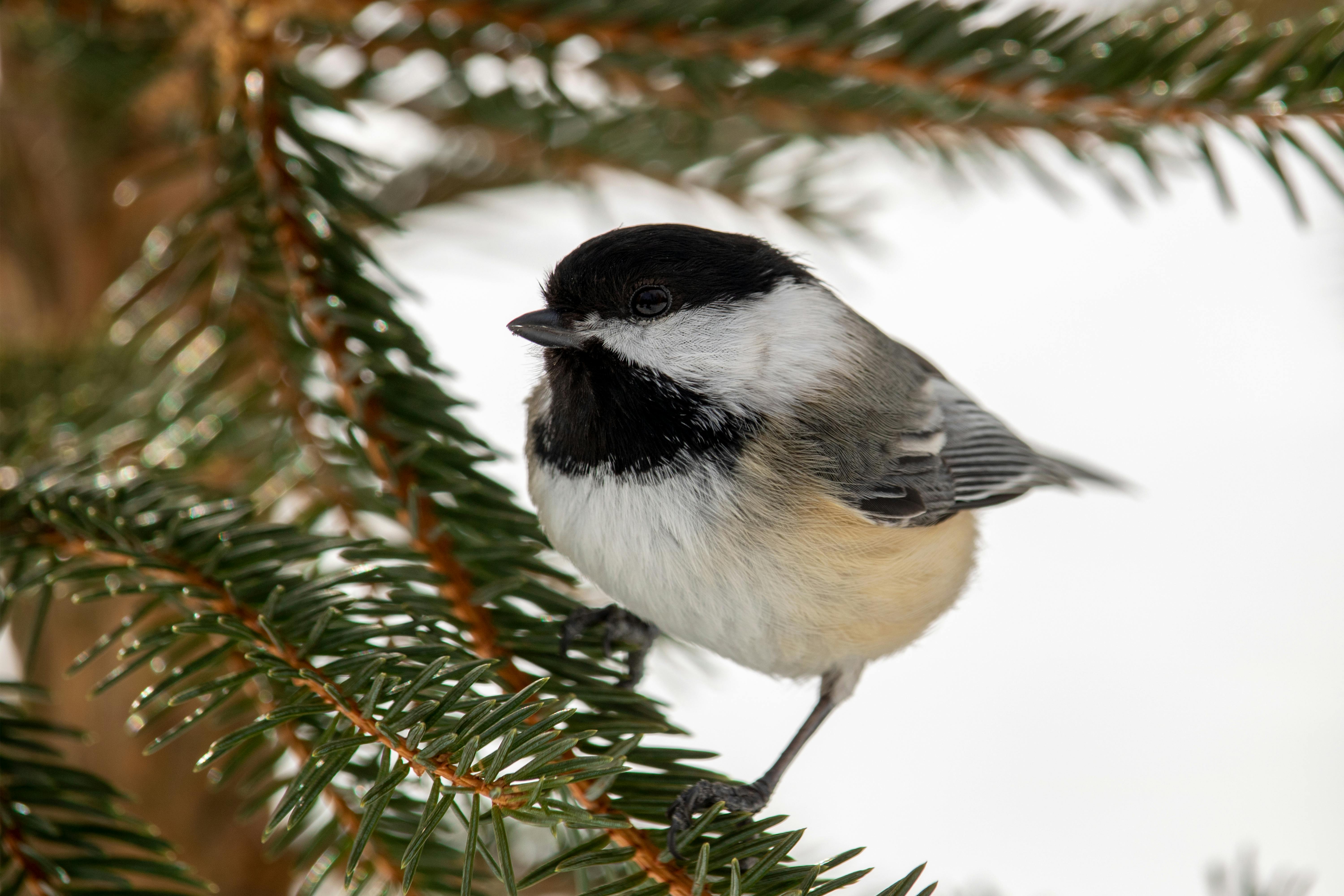 Black-capped Chickadee · Free Stock Photo