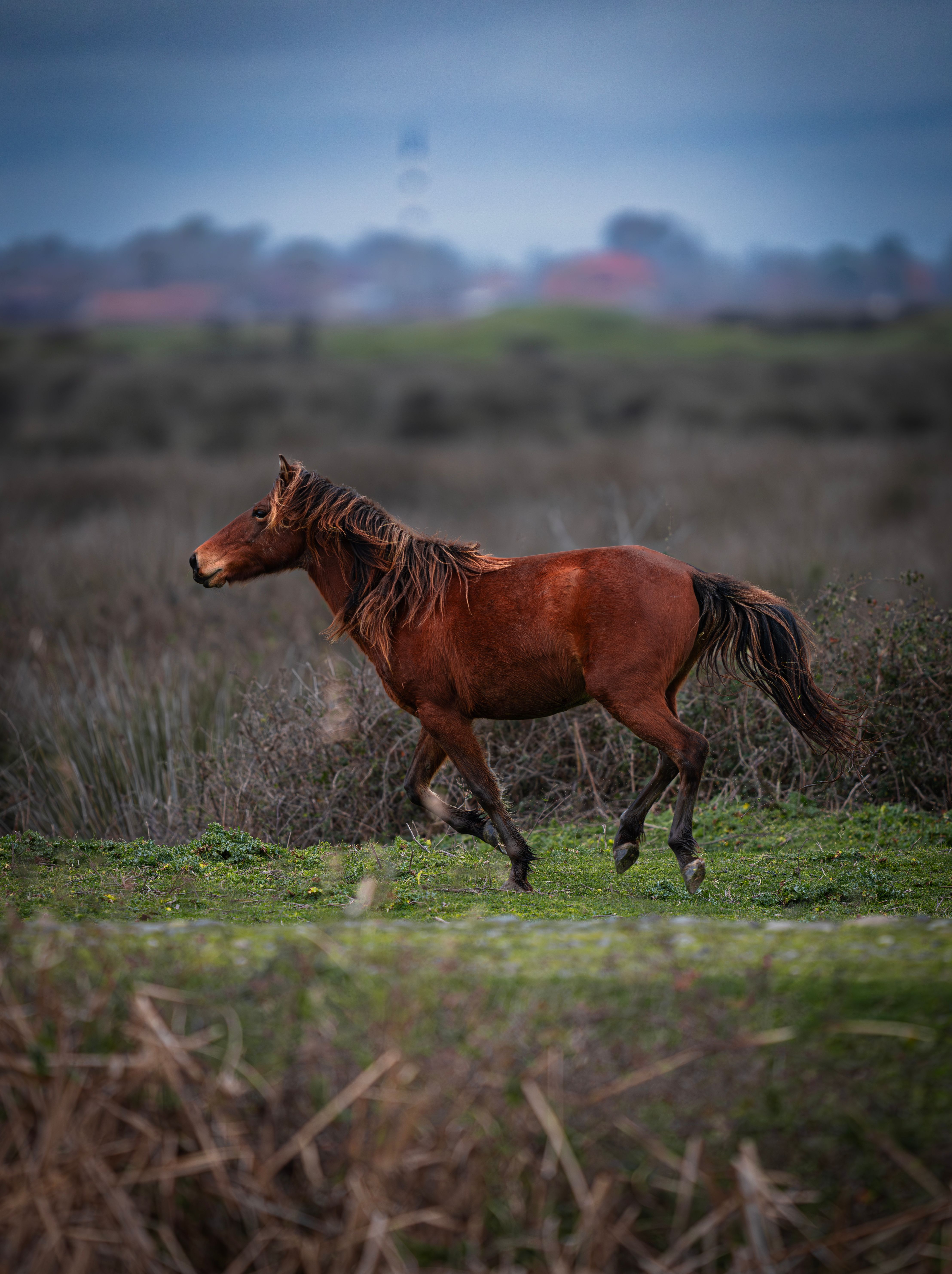 Galloping Horse Photos, Download The BEST Free Galloping Horse Stock ...