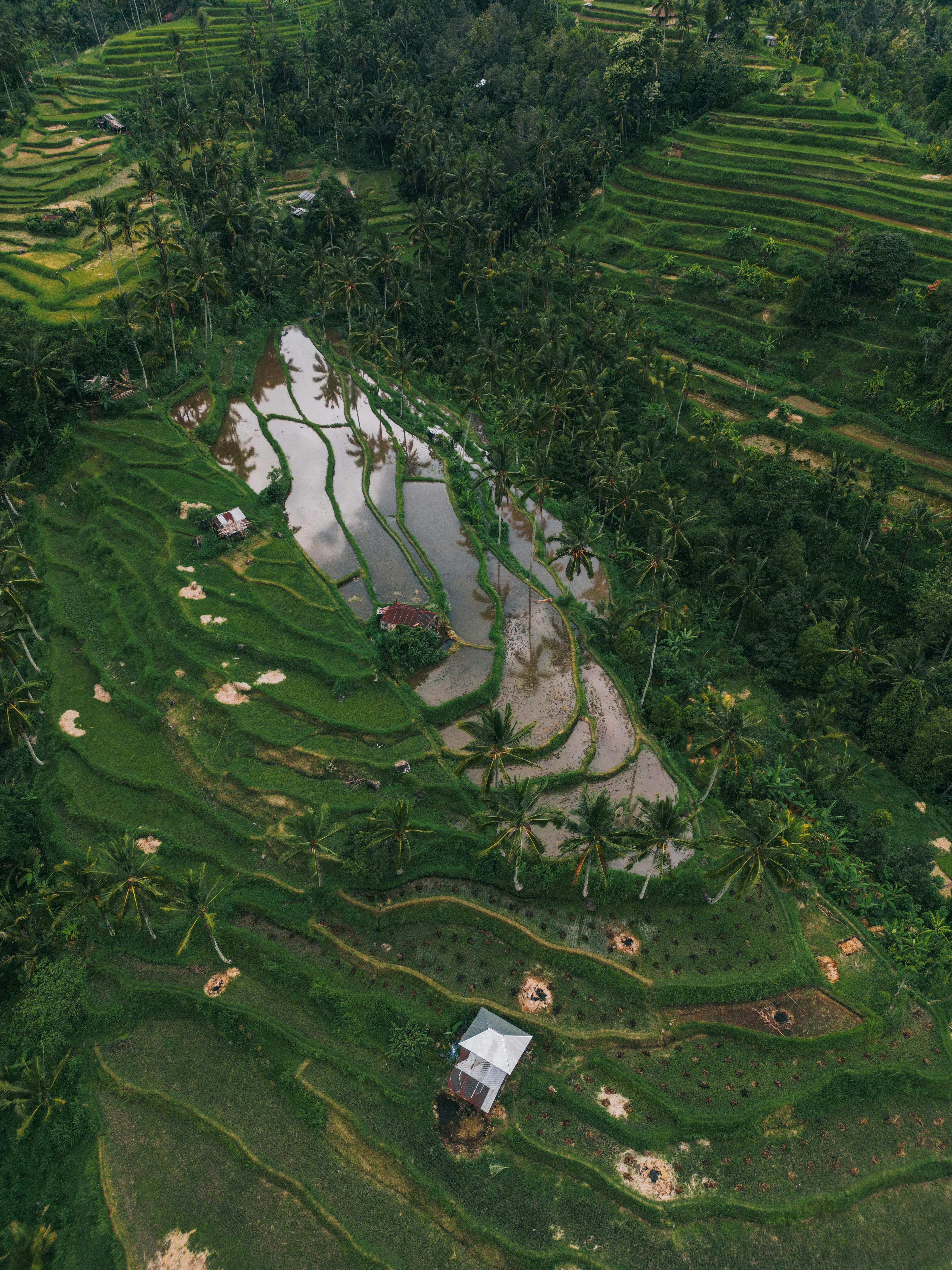 Terrace Farm Photos, Download The BEST Free Terrace Farm Stock Photos ...