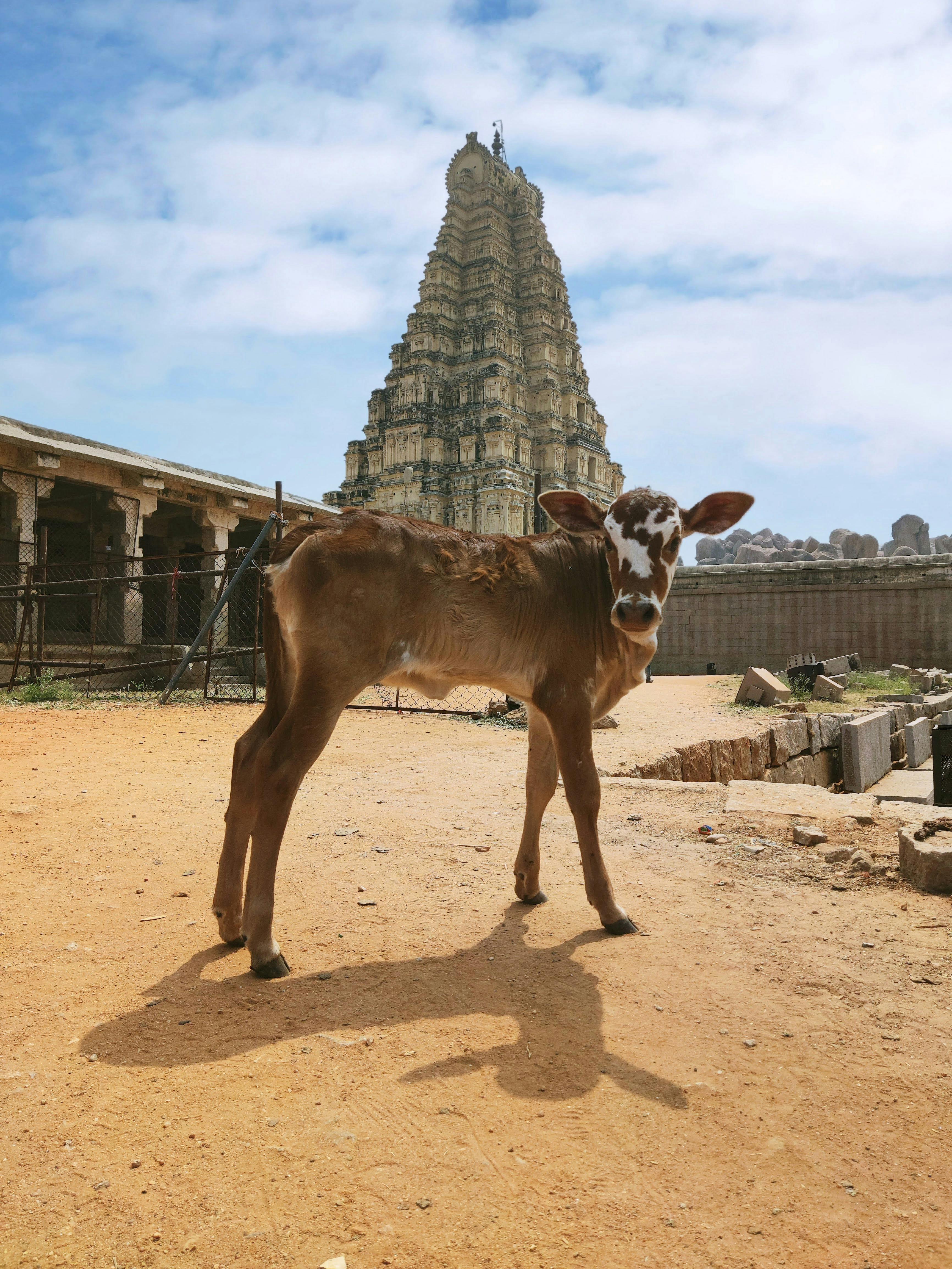 Cattle and Tower · Free Stock Photo