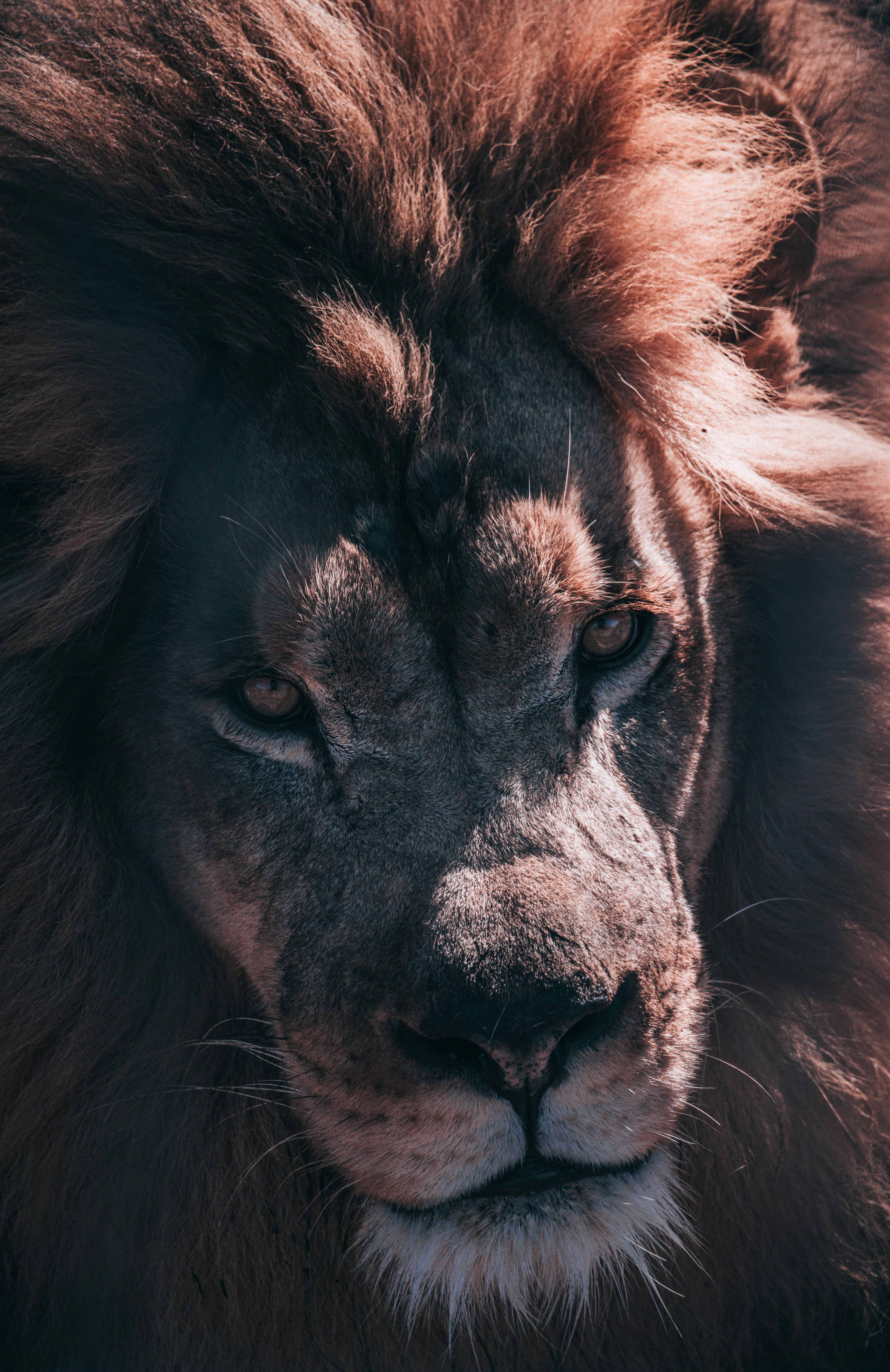 Lions · Free Stock Photo
