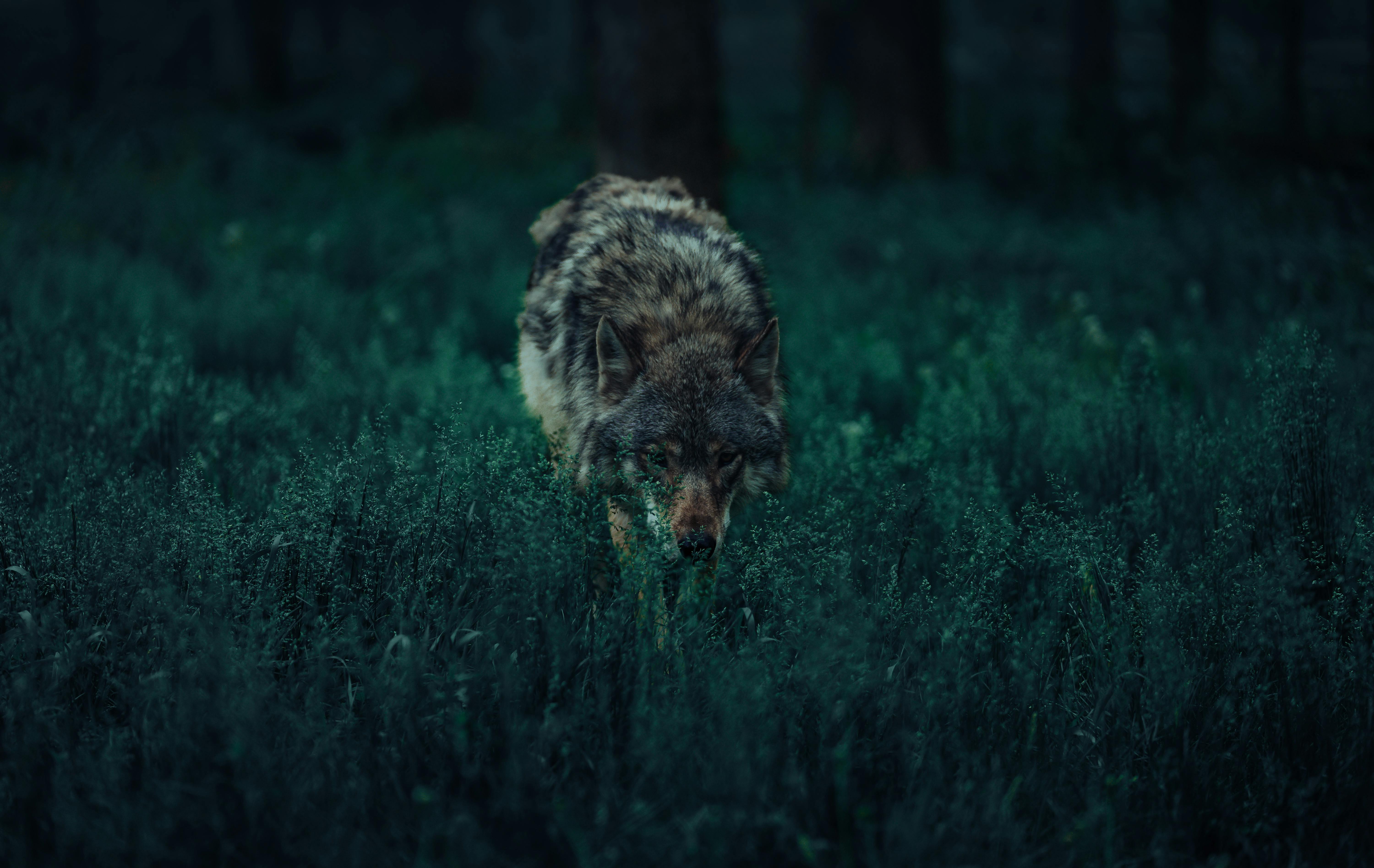 Wolf in Forest · Free Stock Photo