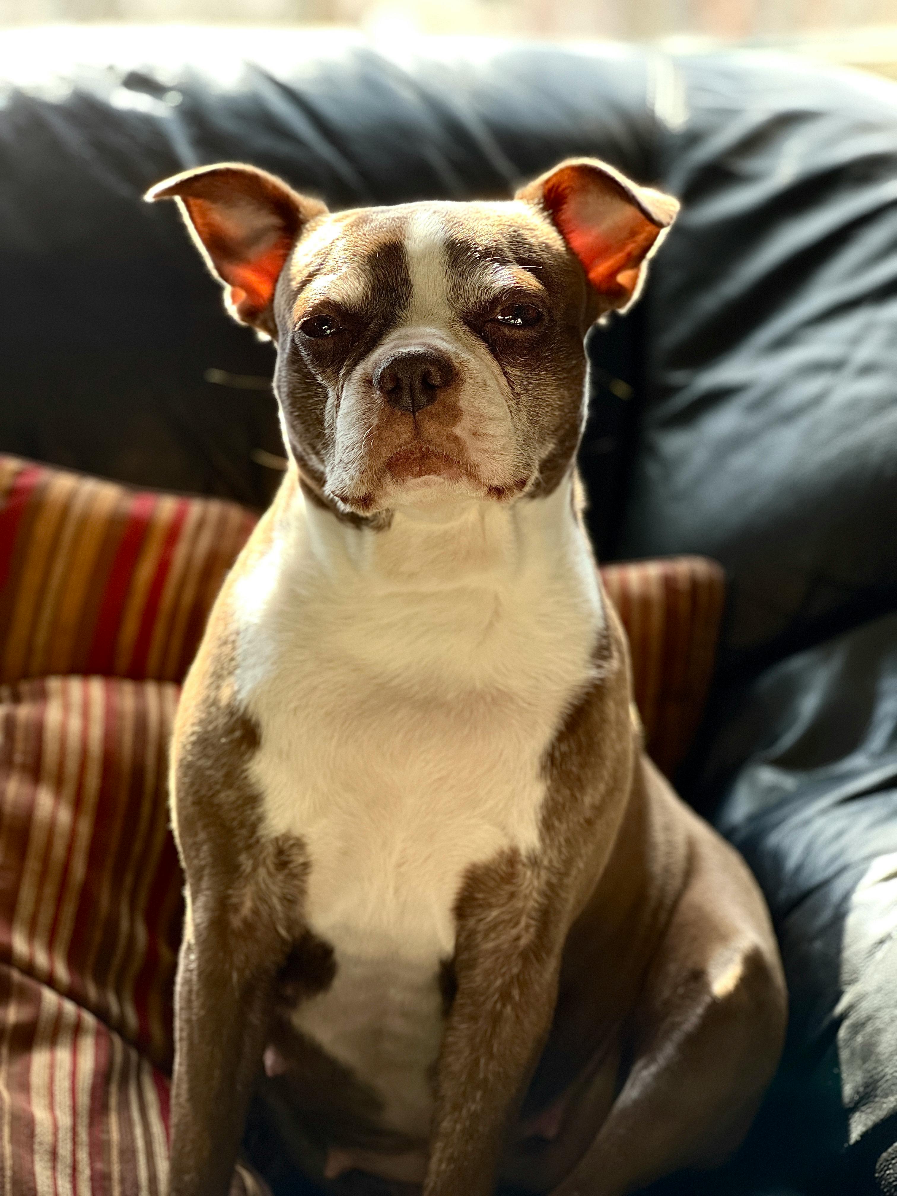 Boston Terrier Sitting On the Couch · Free Stock Photo