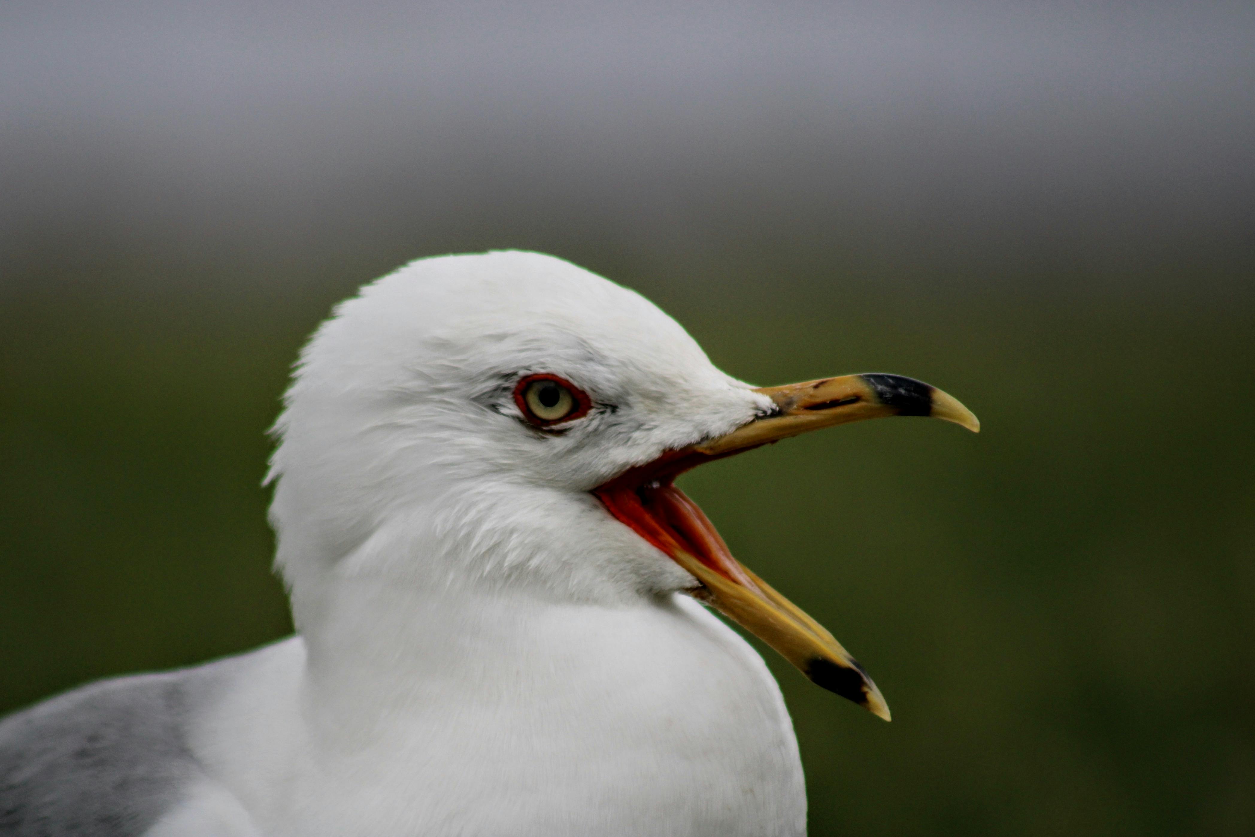 Seagull Opening Its Beak · Free Stock Photo