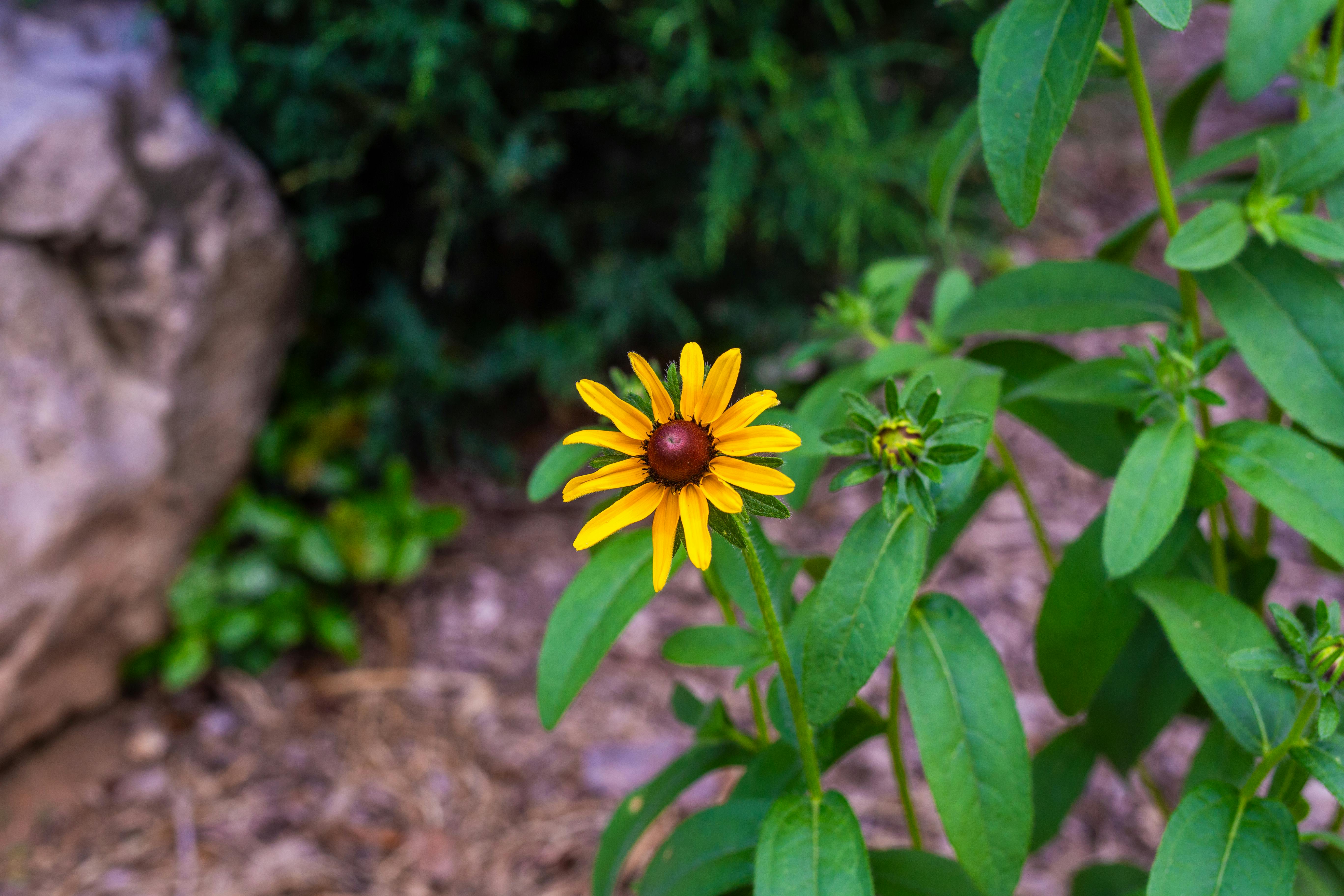 Cassava Plant Photos, Download The BEST Free Cassava Plant Stock Photos ...