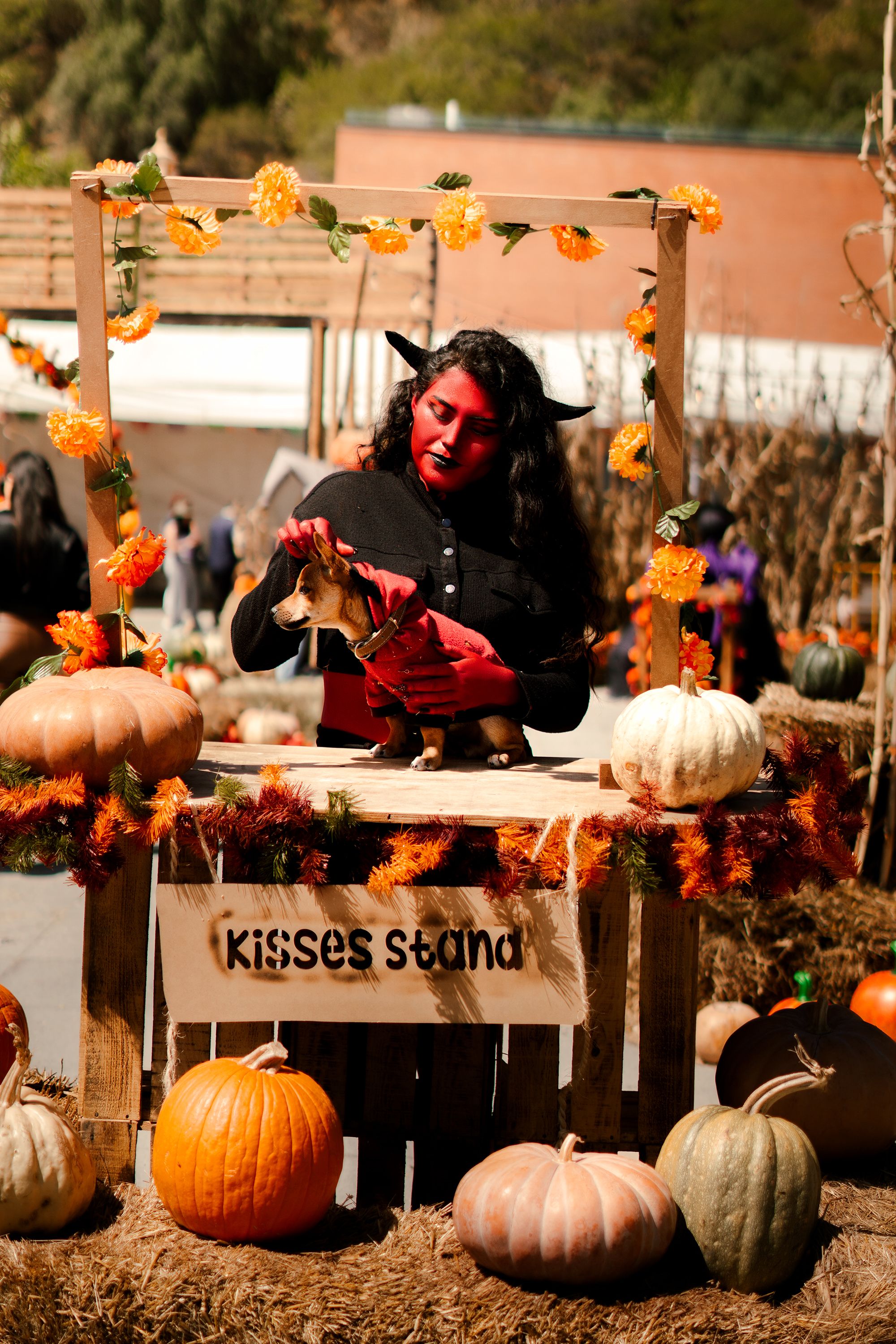 Hallowen Photos, Download The BEST Free Hallowen Stock Photos & HD Images