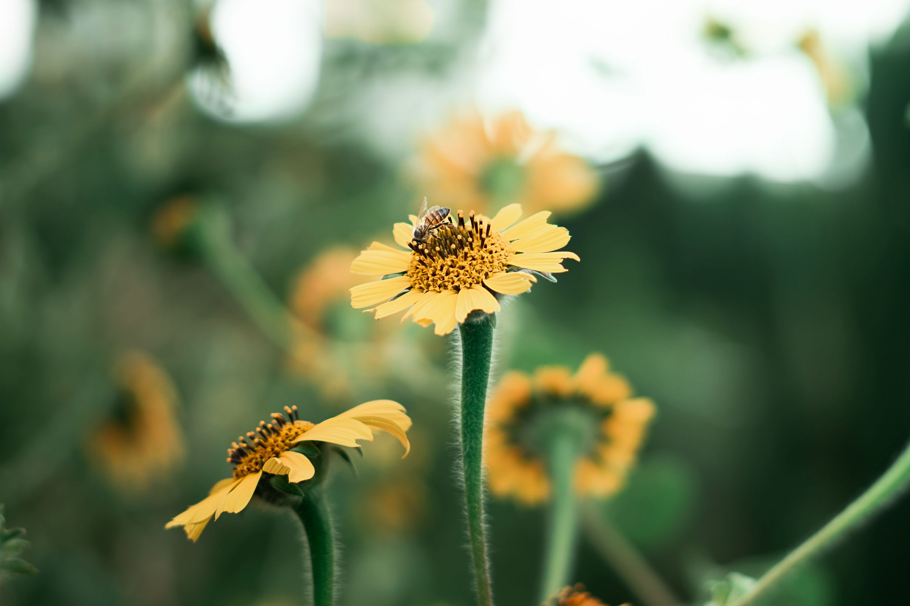 Sun And Bee Photos, Download The BEST Free Sun And Bee Stock Photos ...