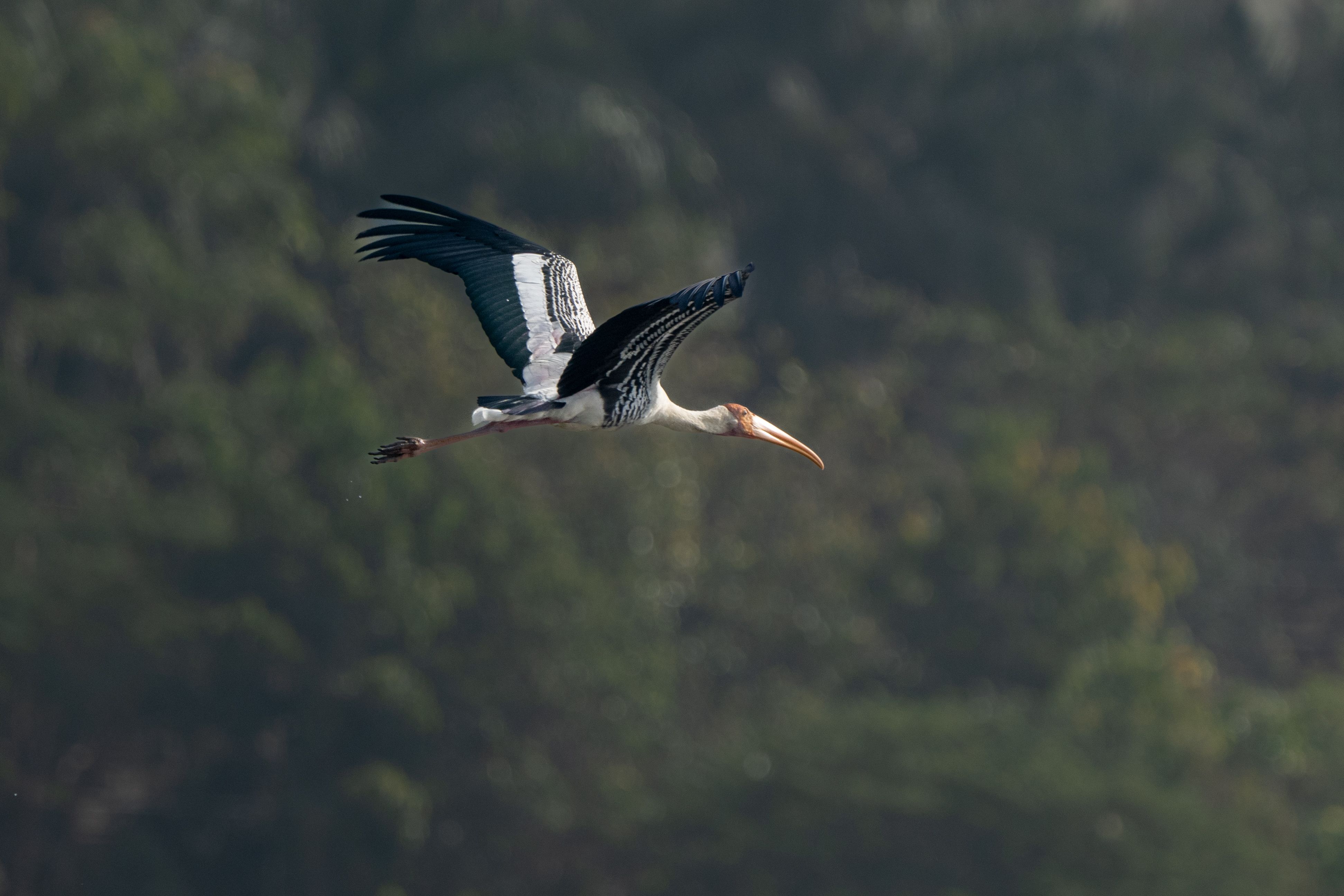 Flying Painted Stork · Free Stock Photo