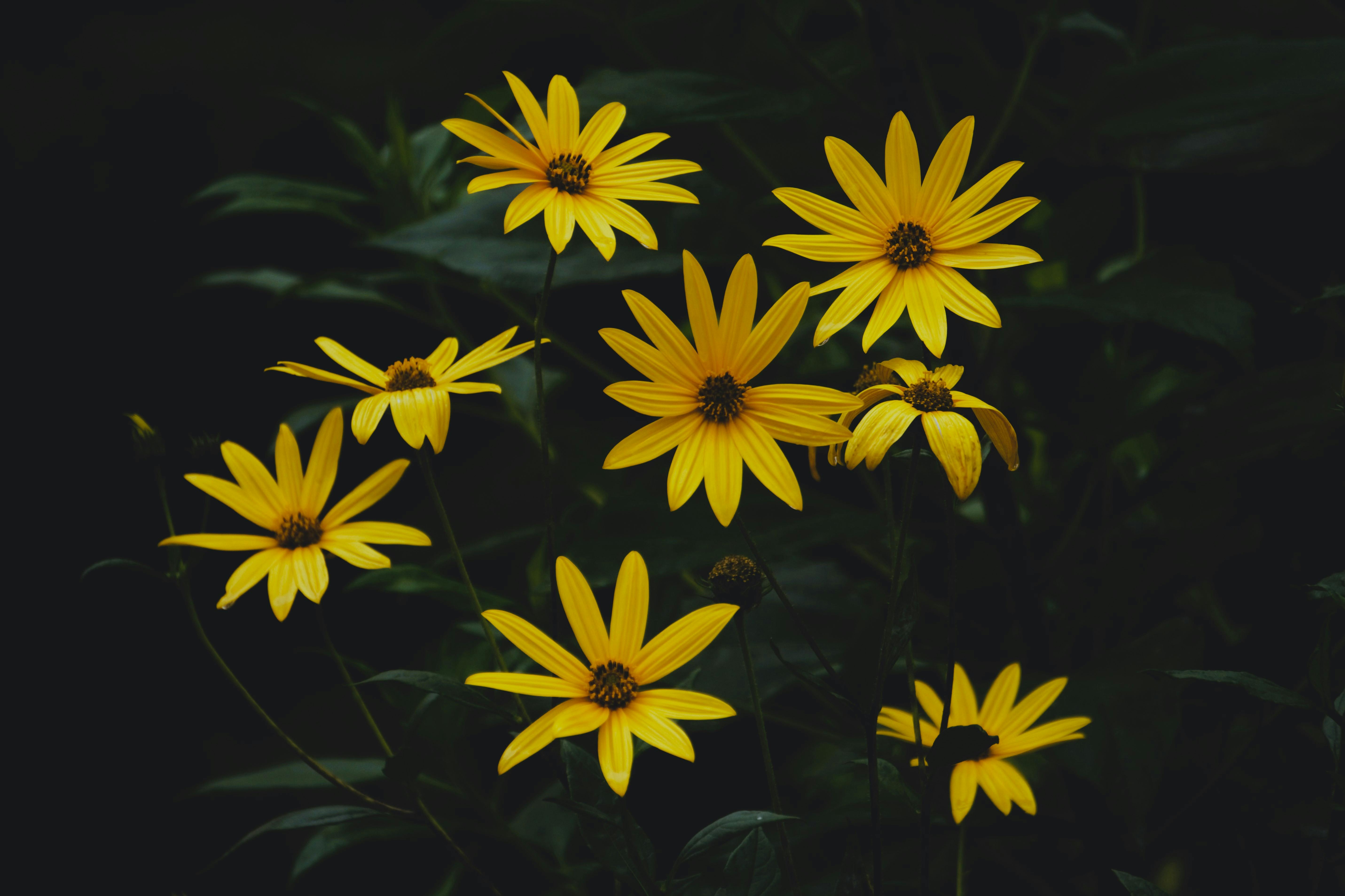 MJ RAHNAMA - Photography