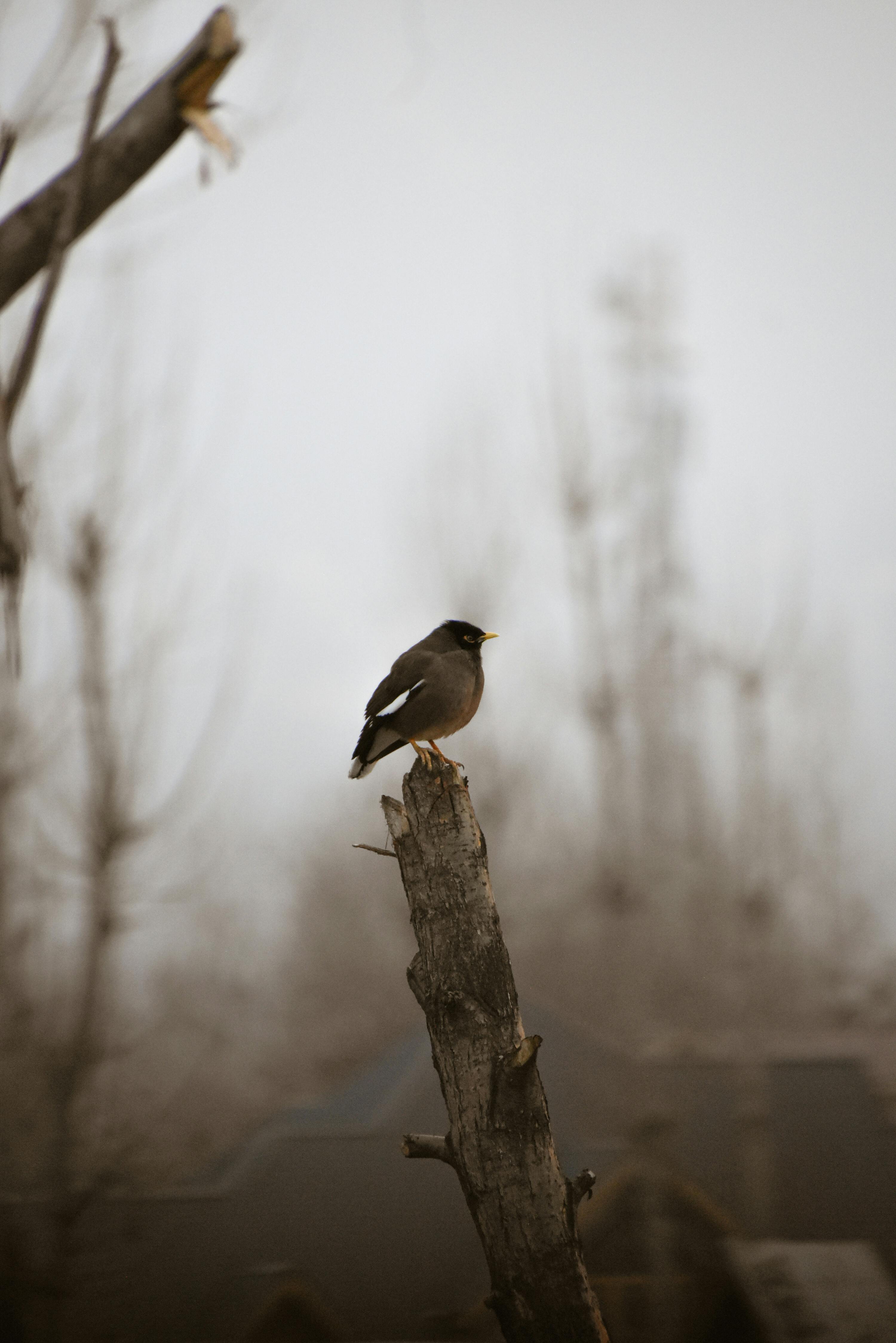 Autumn Tree Mist Bird Photos, Download The BEST Free Autumn Tree Mist ...