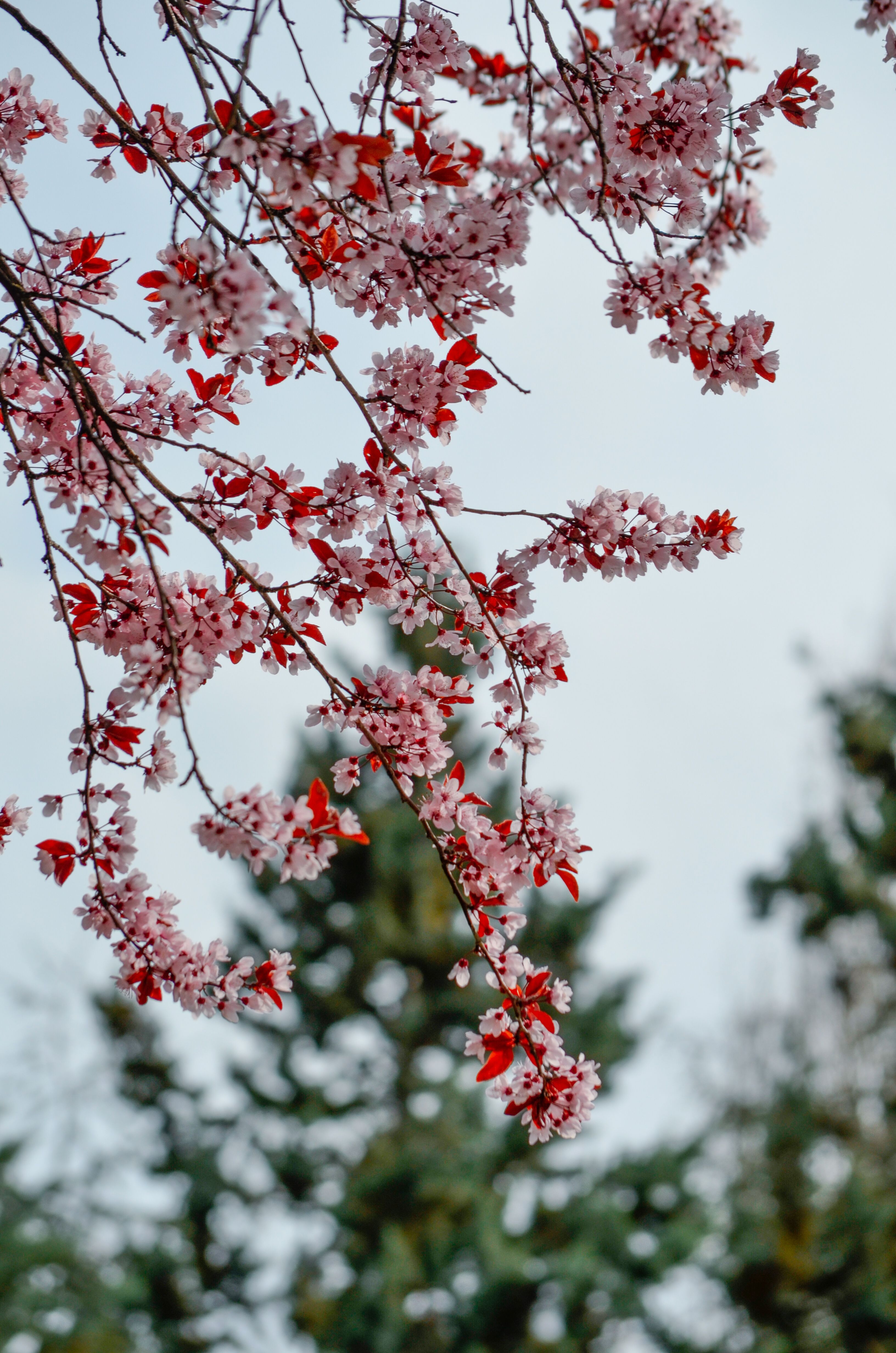 A close up of a tree with red flowers · Free Stock Photo