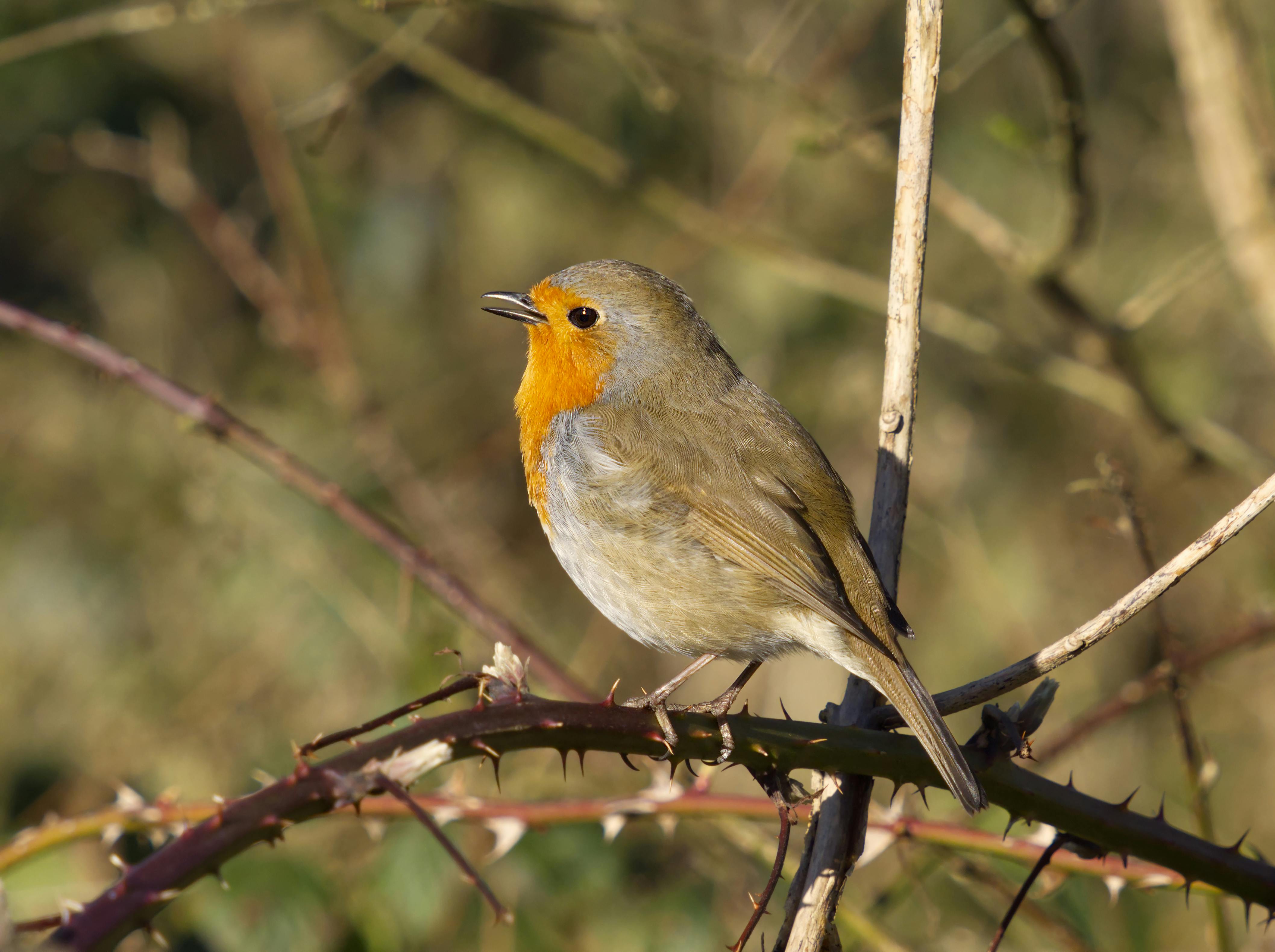 Robin singing while perched on brambles. · Free Stock Photo