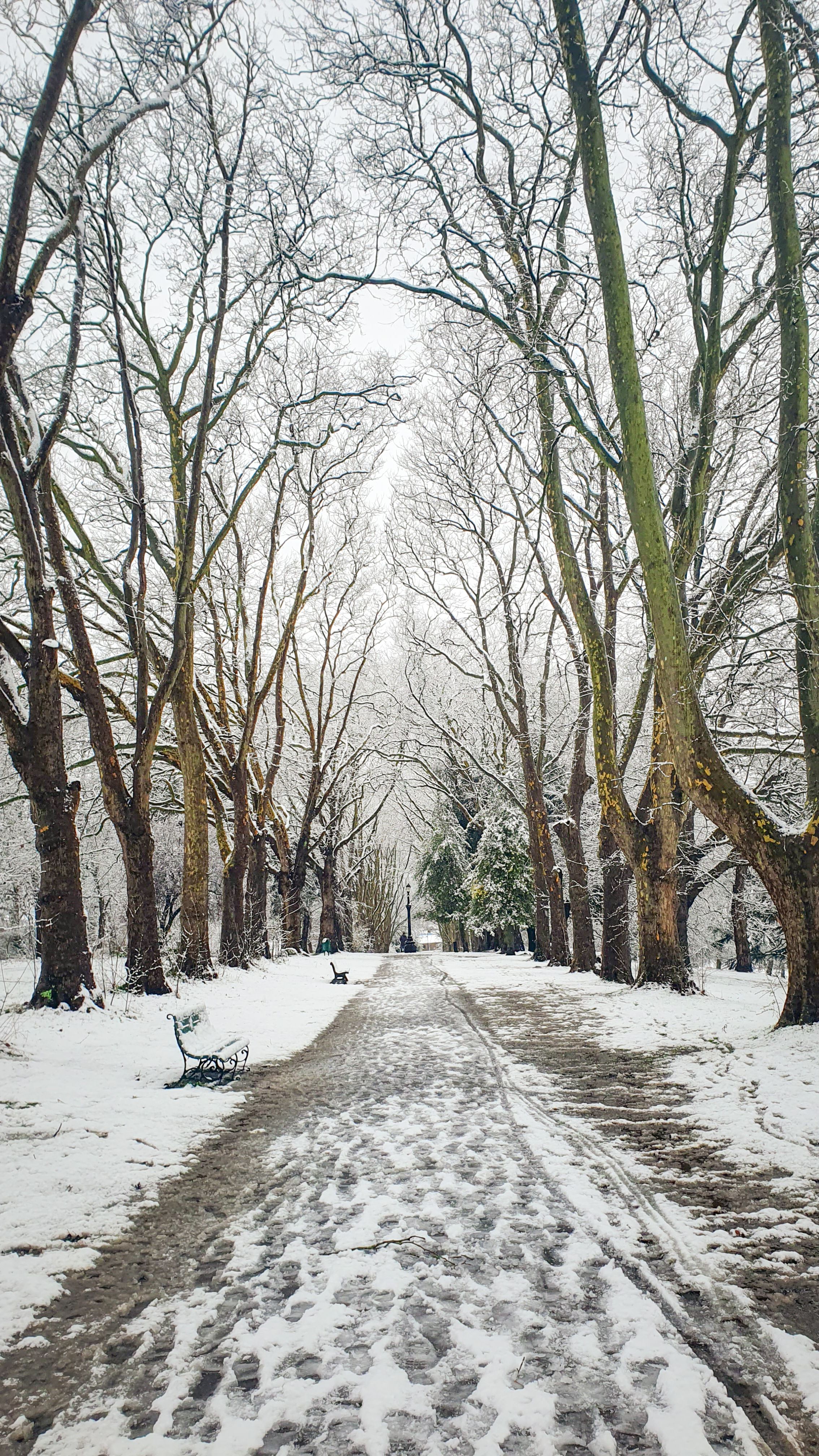 Snow in Alley in Park · Free Stock Photo