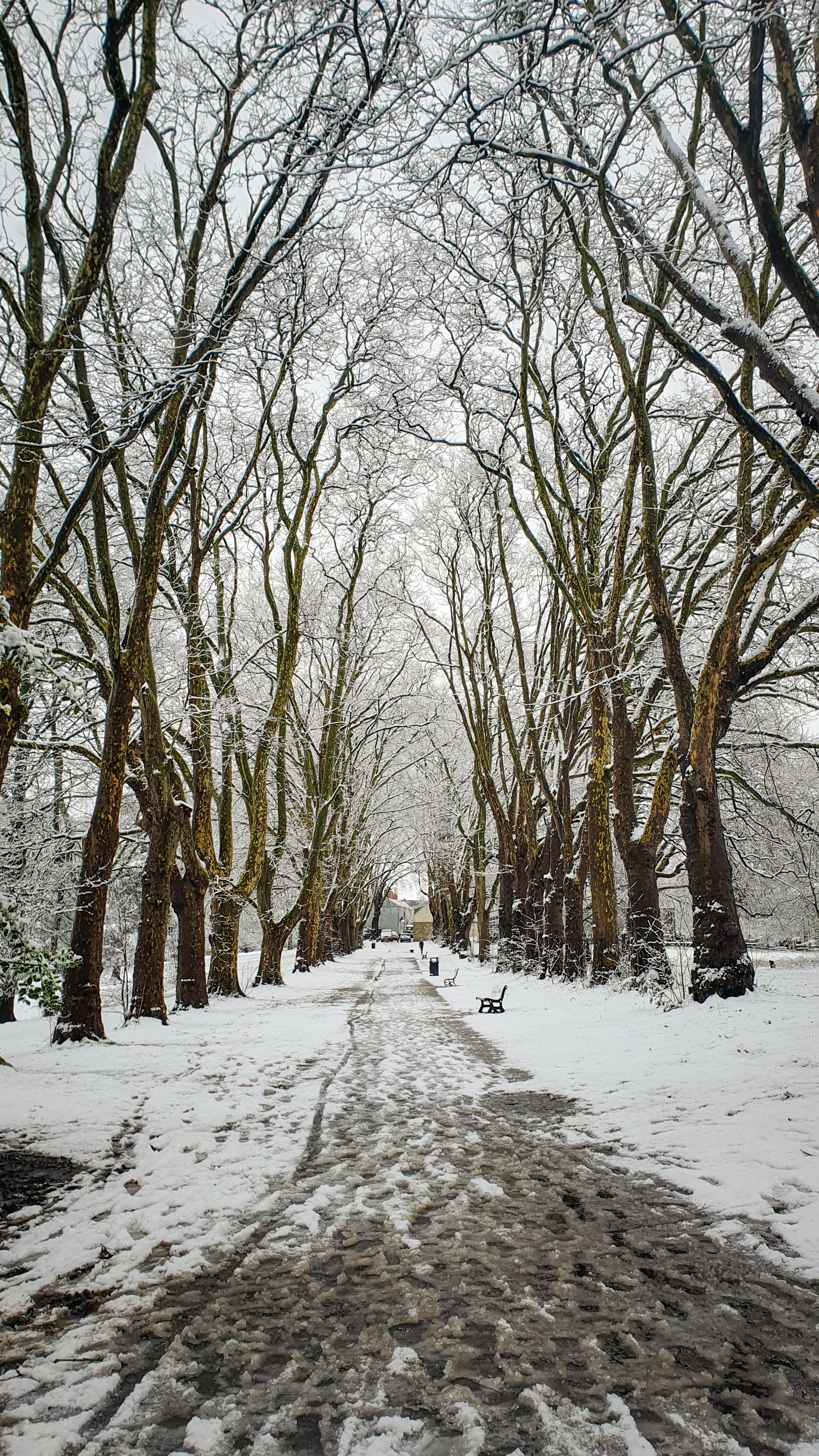 Snow in Alley in Park · Free Stock Photo