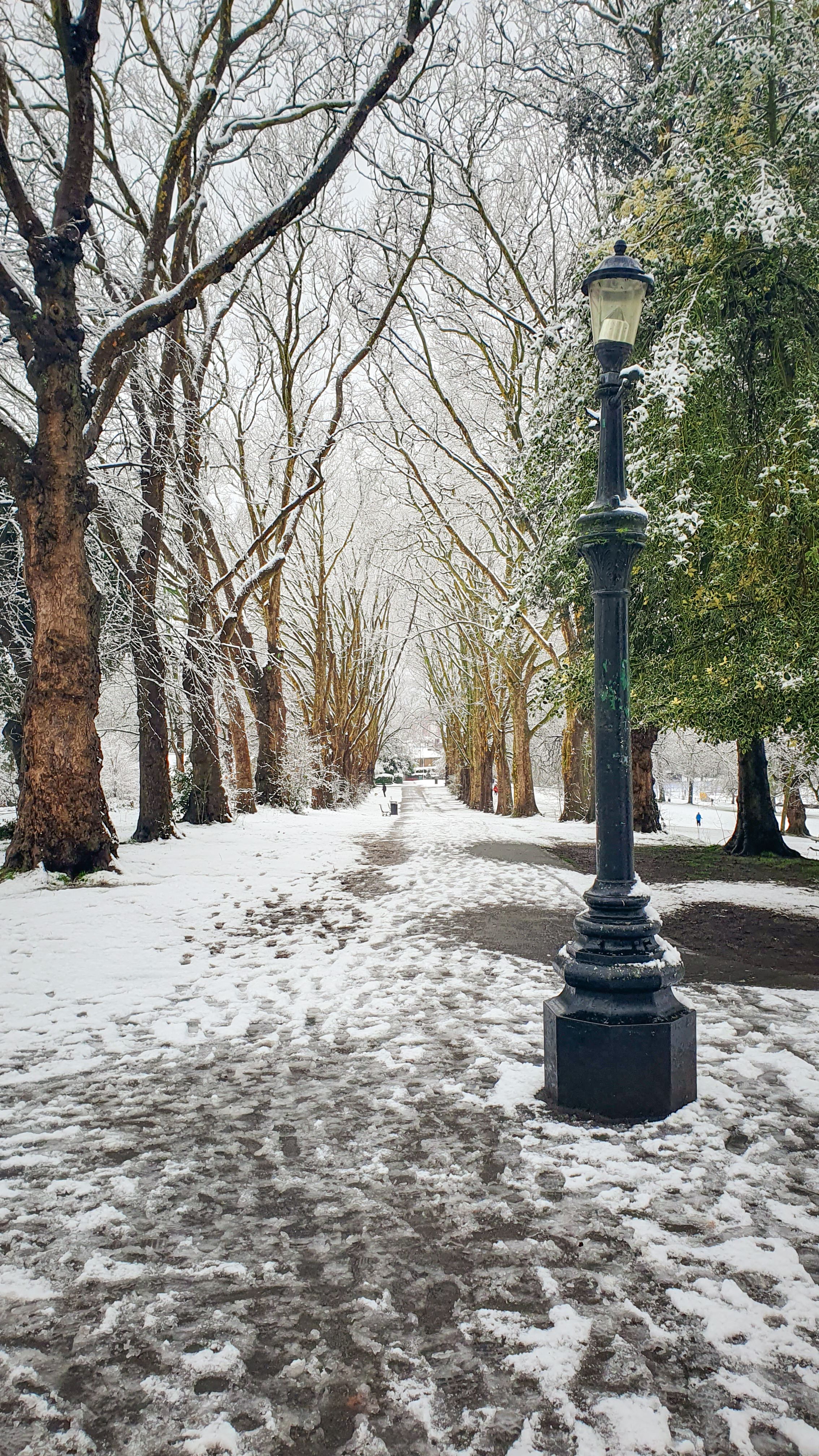 Wet Trampled Snow on the Walkway in the Park · Free Stock Photo