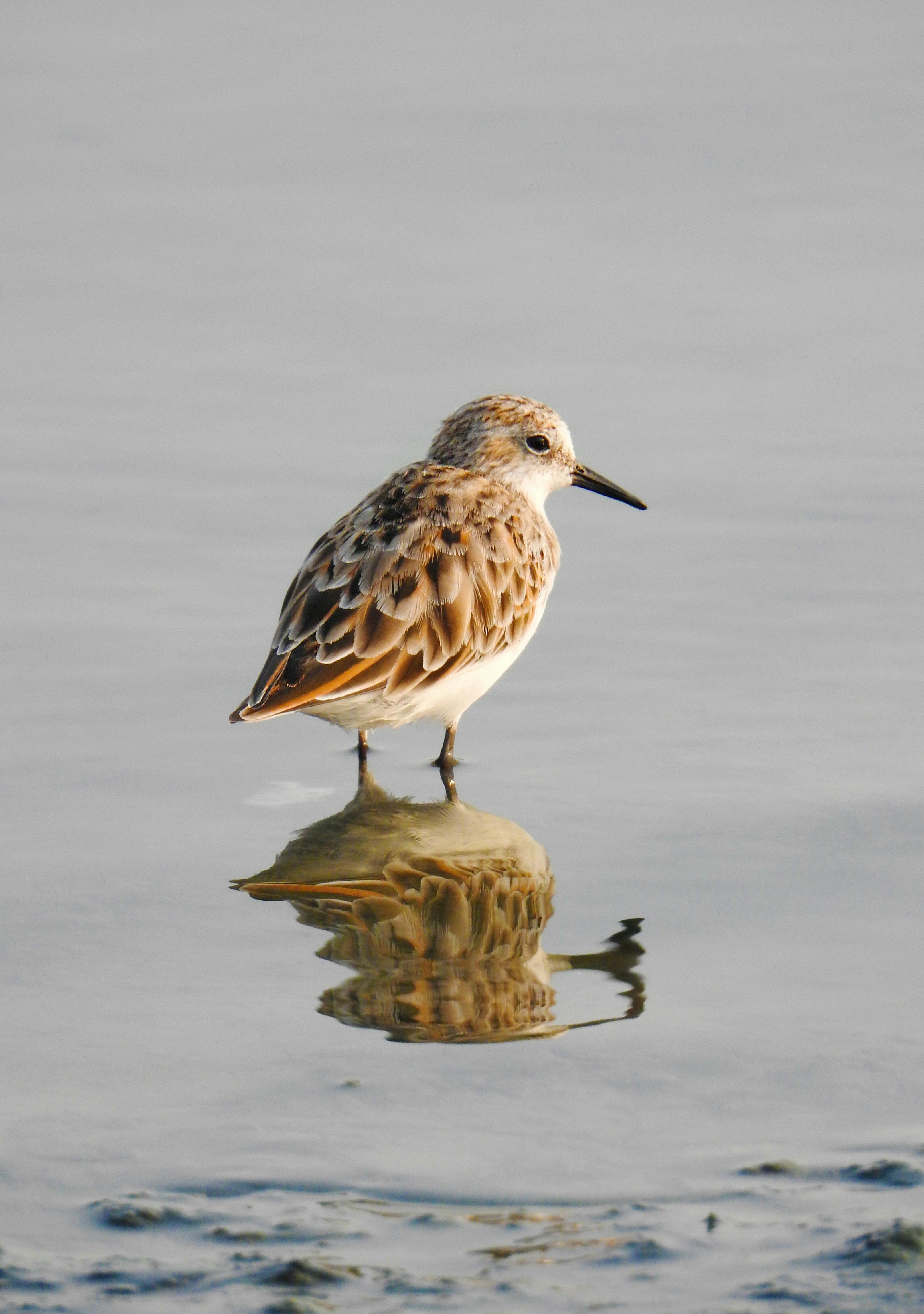 Little Stint Bird in Shallow Water · Free Stock Photo