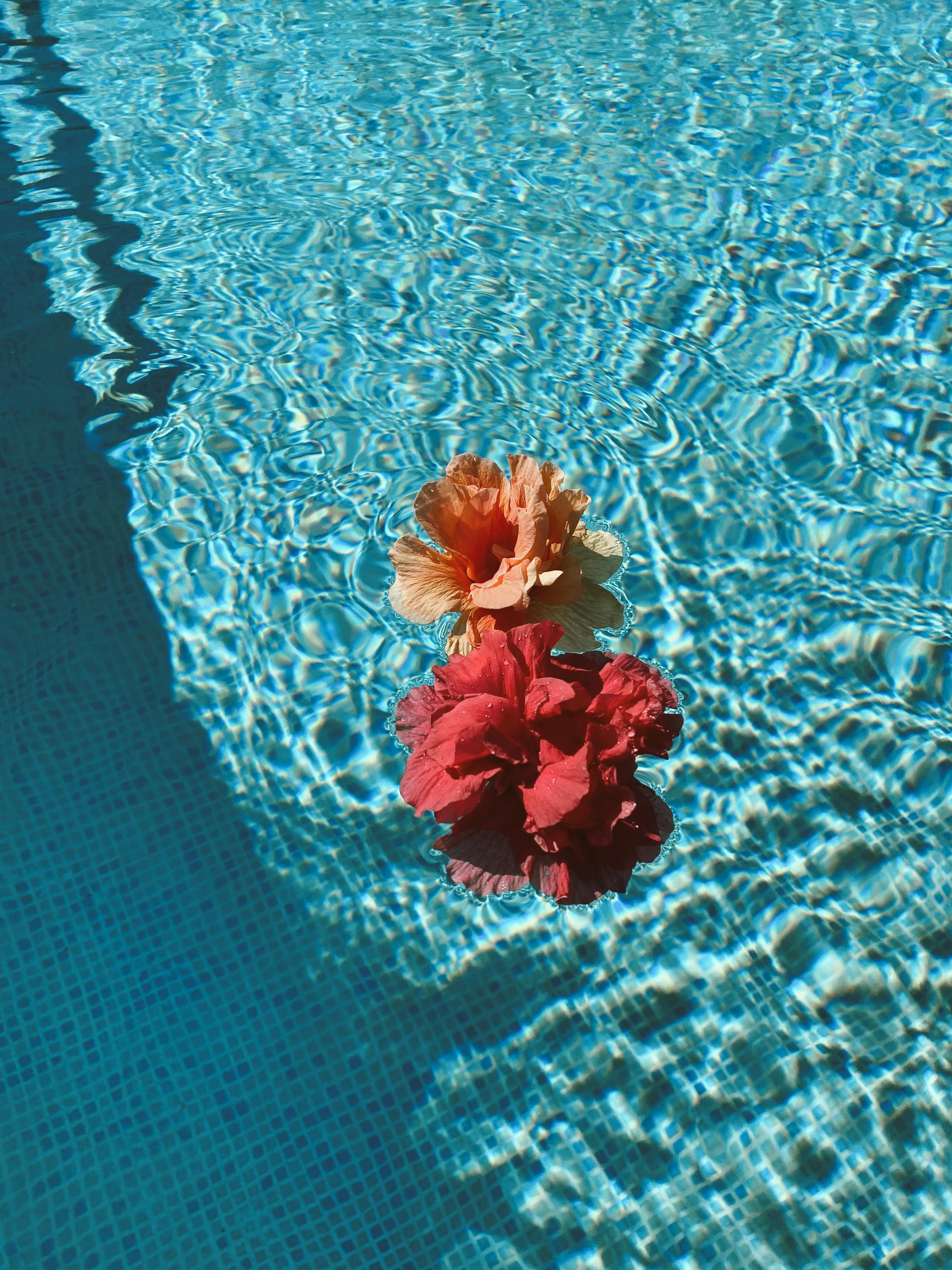 Pink Carnation Flower Head in a Swimming Pool · Free Stock Photo