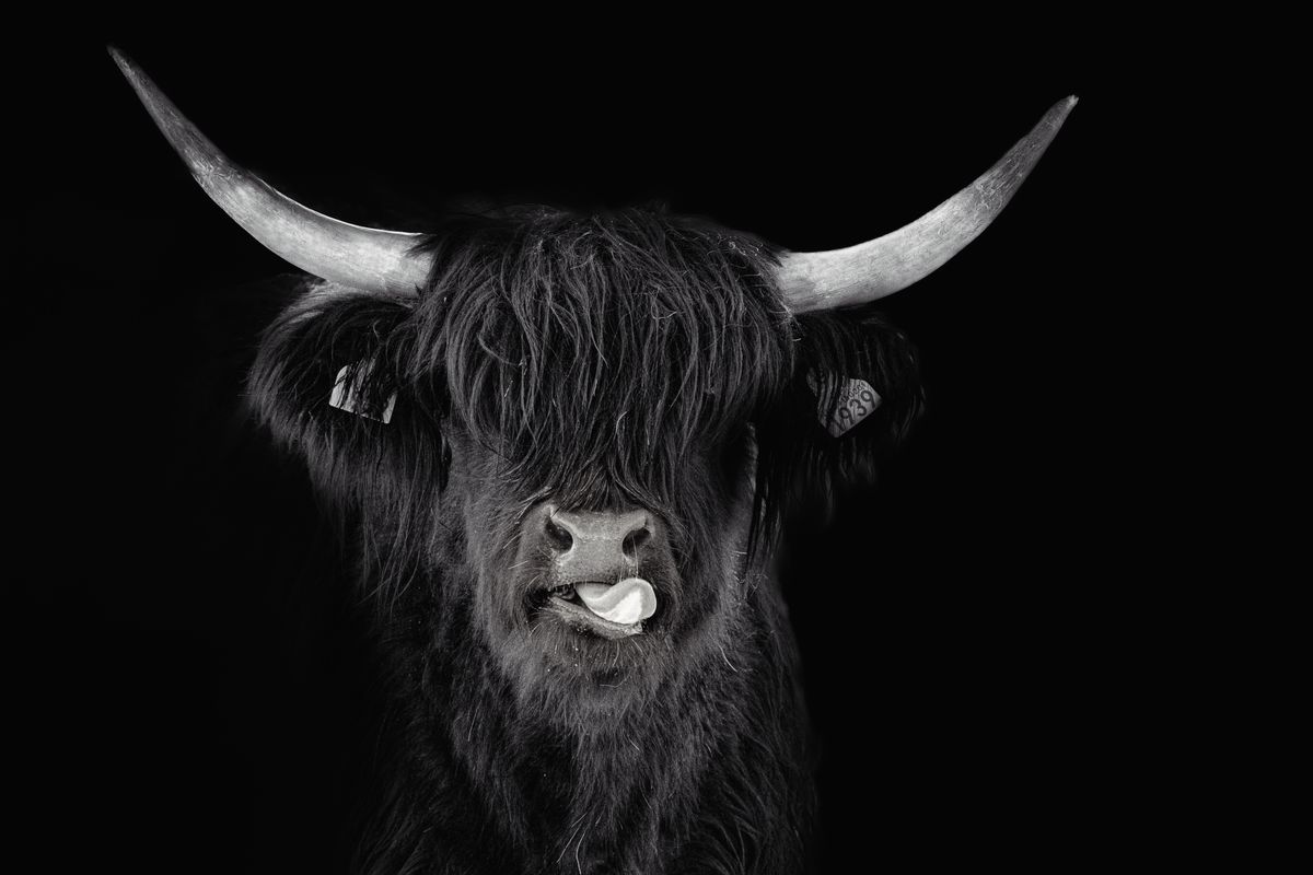 Highland Cow Black And White Photos, Download The BEST Free Highland ...
