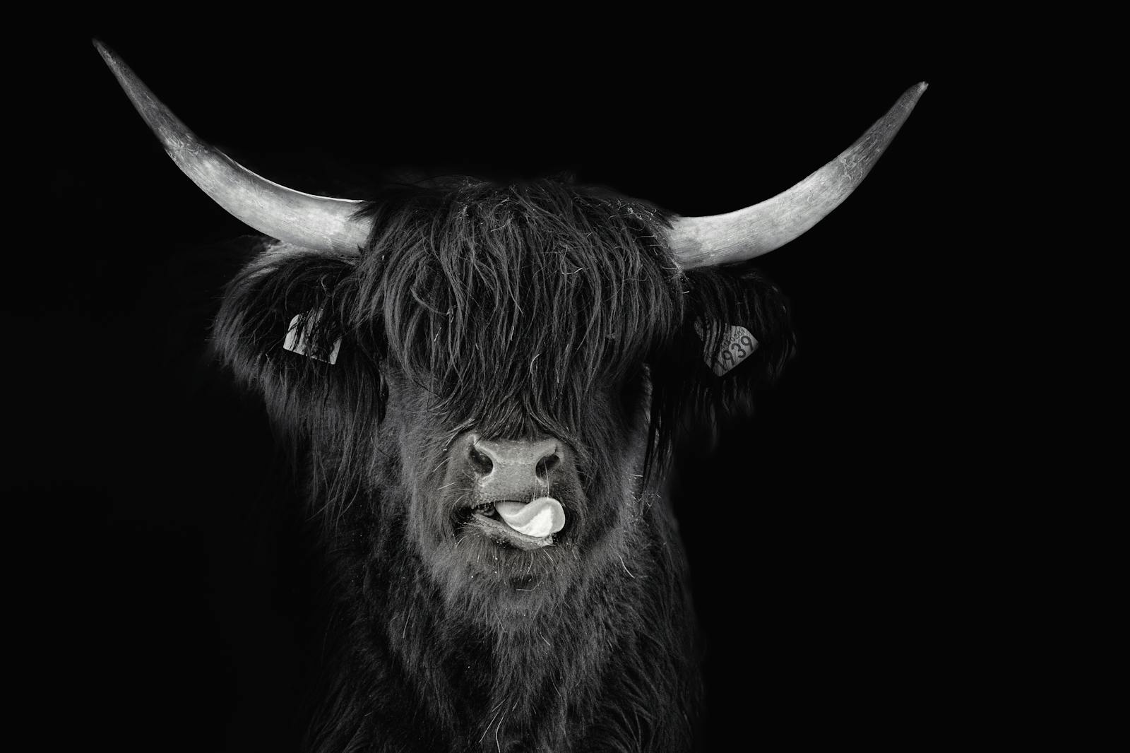 Highland Cow Black And White Photos, Download The BEST Free Highland ...