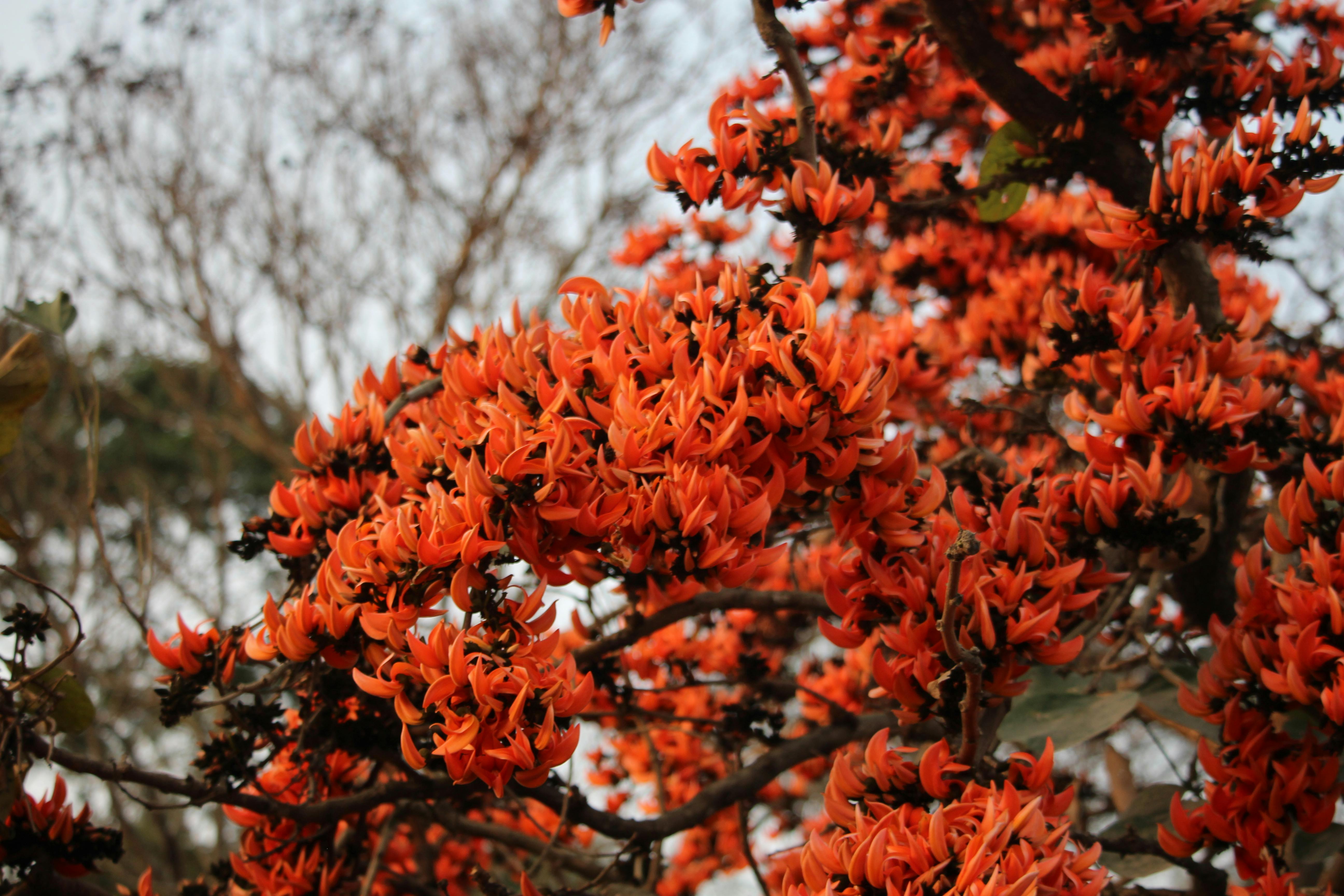 Red Flowers Growing on Tree Branches · Free Stock Photo