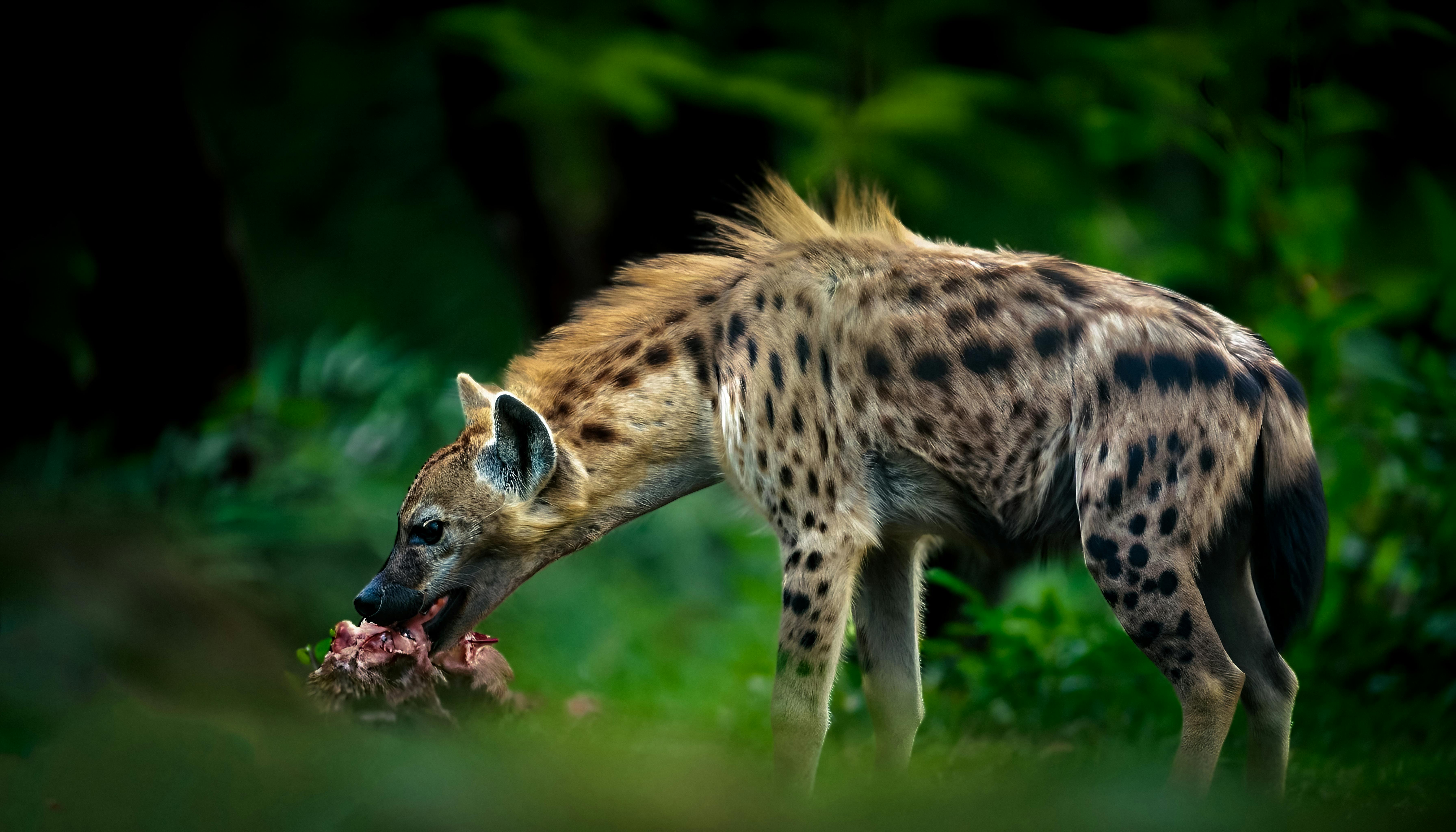 Animal 4k Ultra Hd Photos, Download The BEST Free Animal 4k Ultra Hd ...