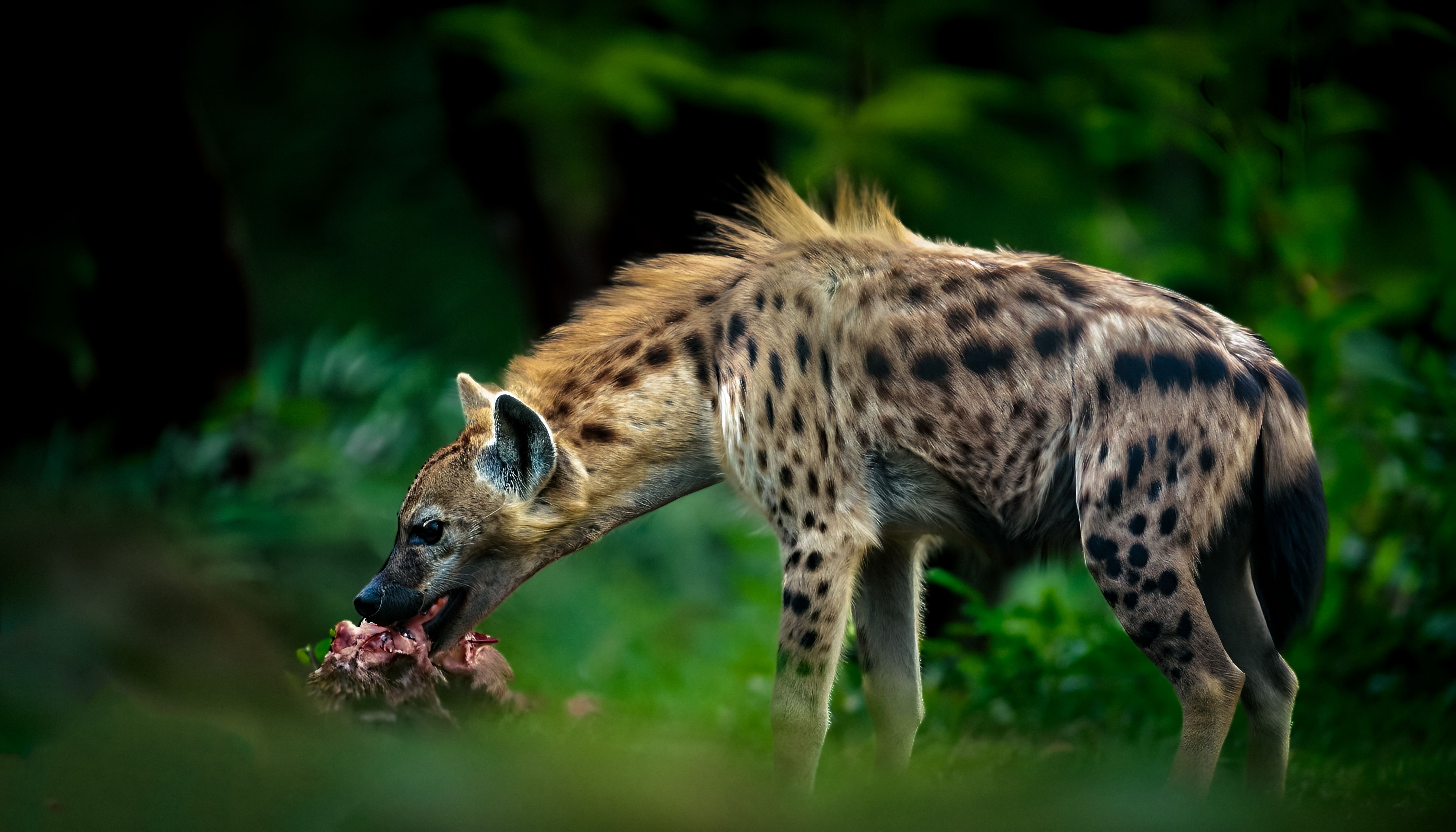Hyena Feeding Photos, Download The BEST Free Hyena Feeding Stock Photos ...