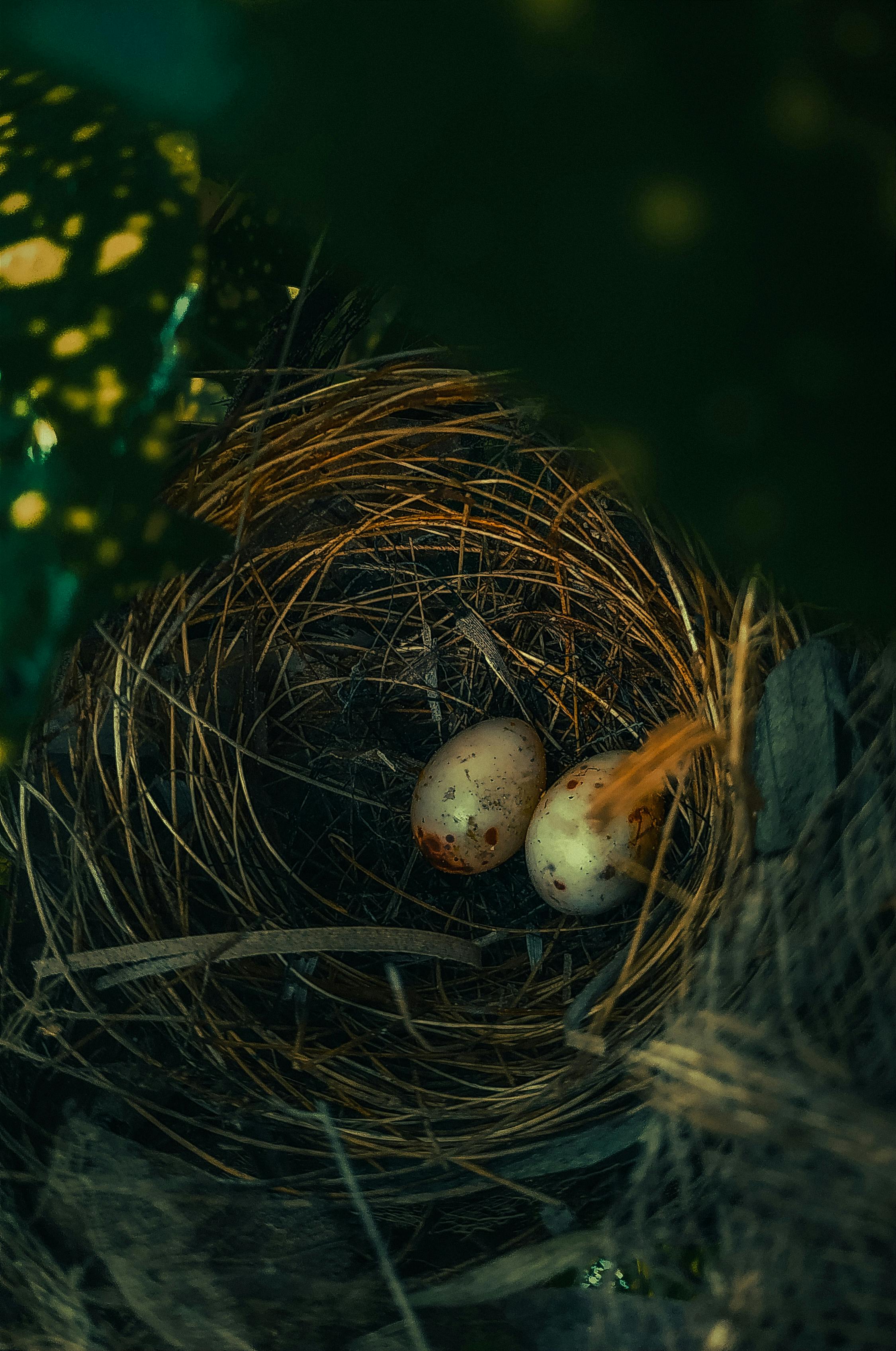 White Spotted Eggs in Bird Nest · Free Stock Photo