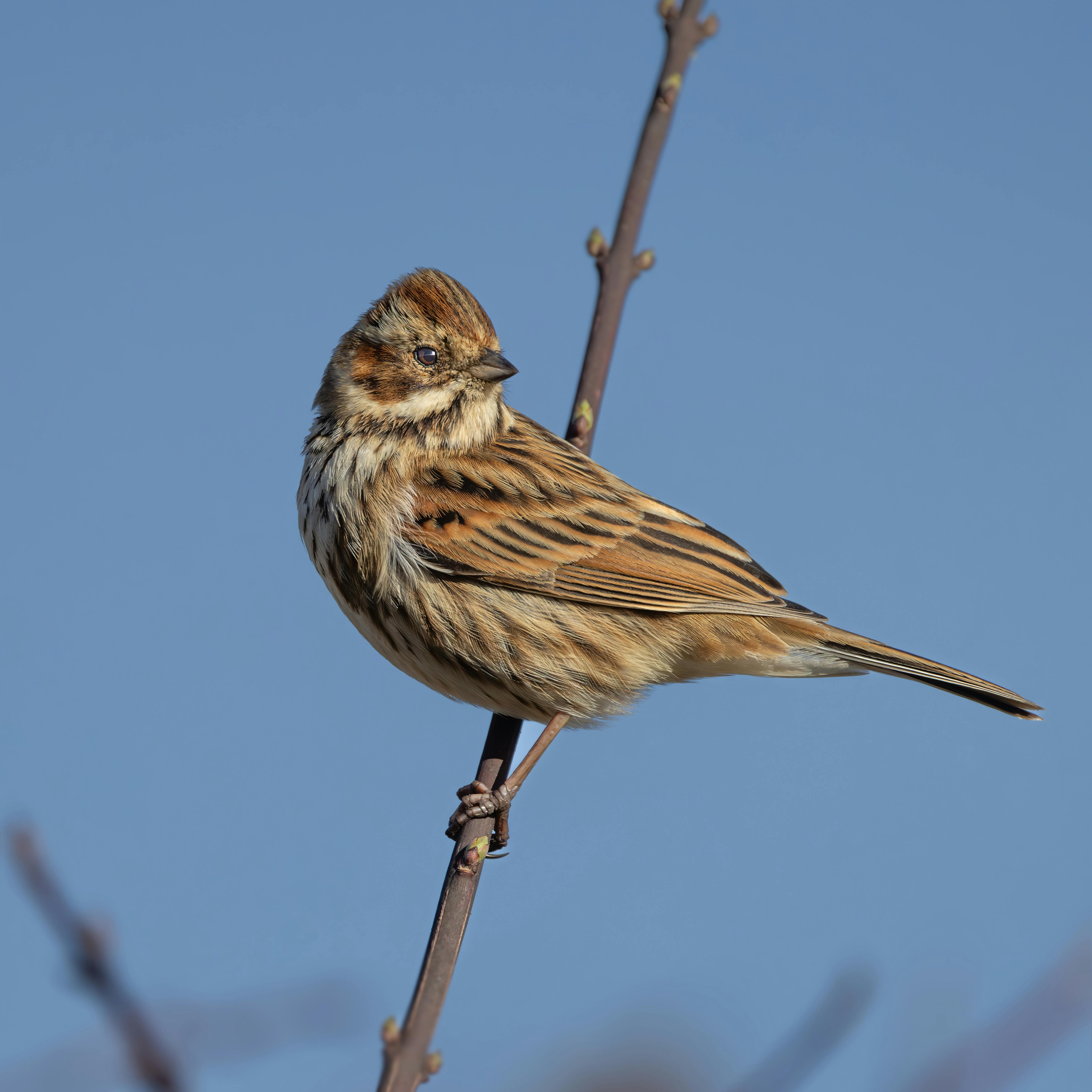Small Finch Sitting on a Branch · Free Stock Photo