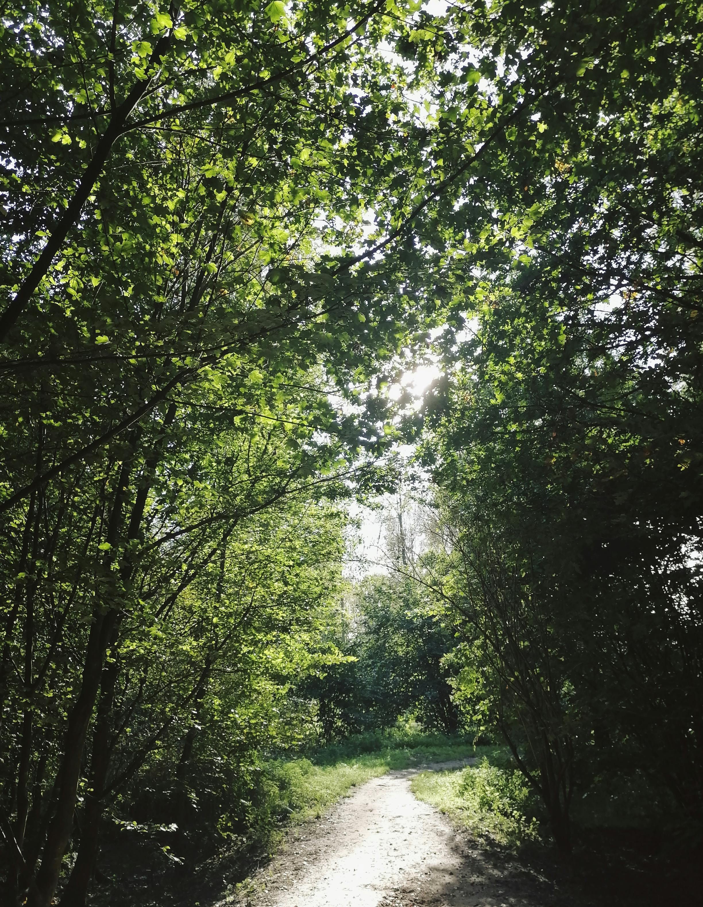Photo Of Person Standing In Between Trees · Free Stock Photo