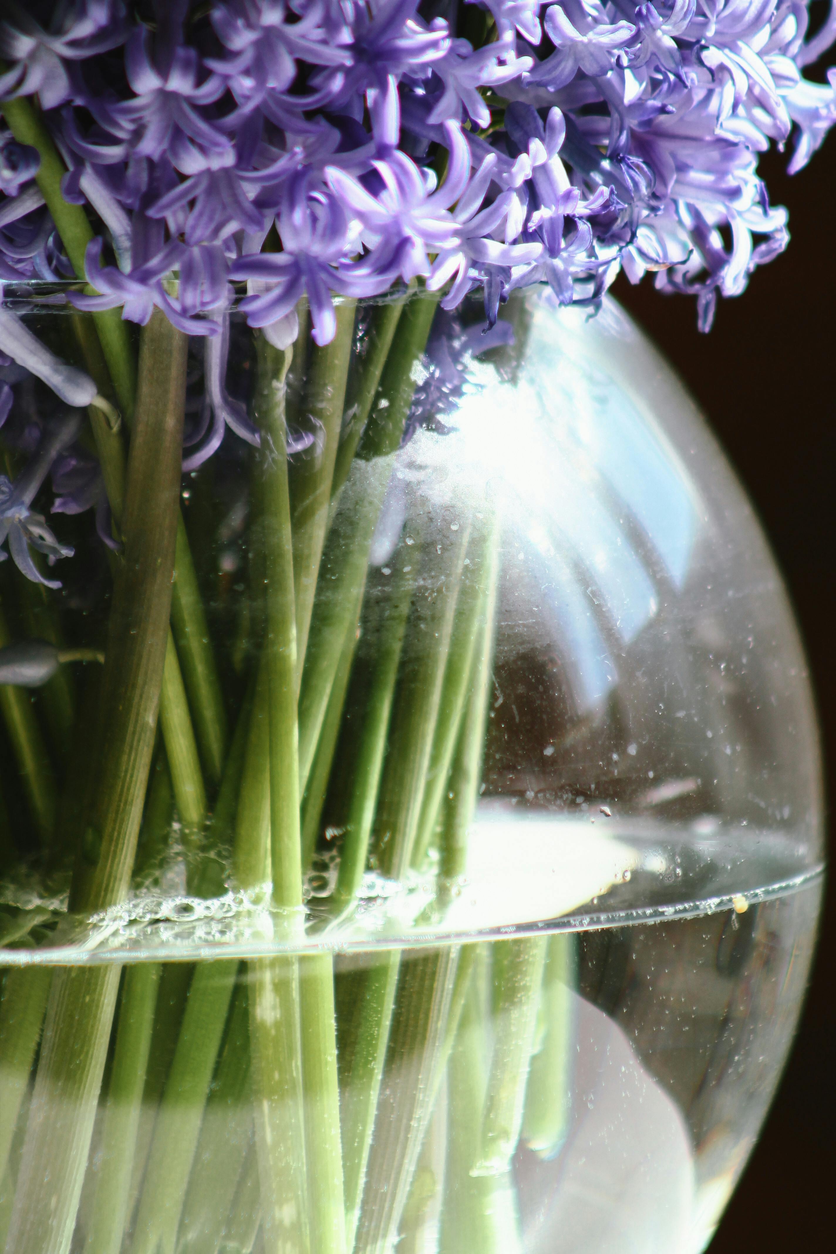 Green Stems of Hyacinths in a Glass Vase · Free Stock Photo