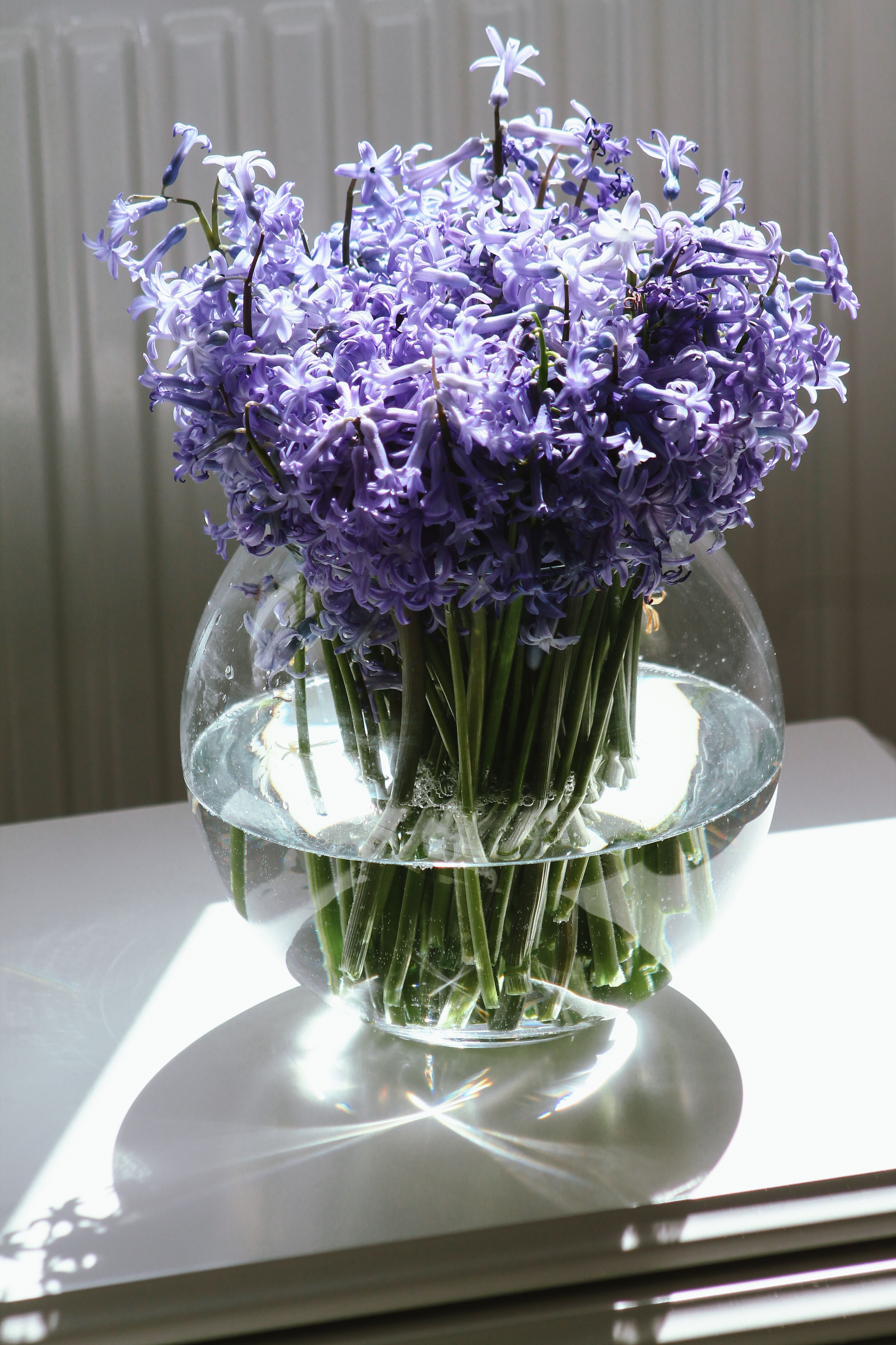Purple and Green Hyacinth Flowers · Free Stock Photo