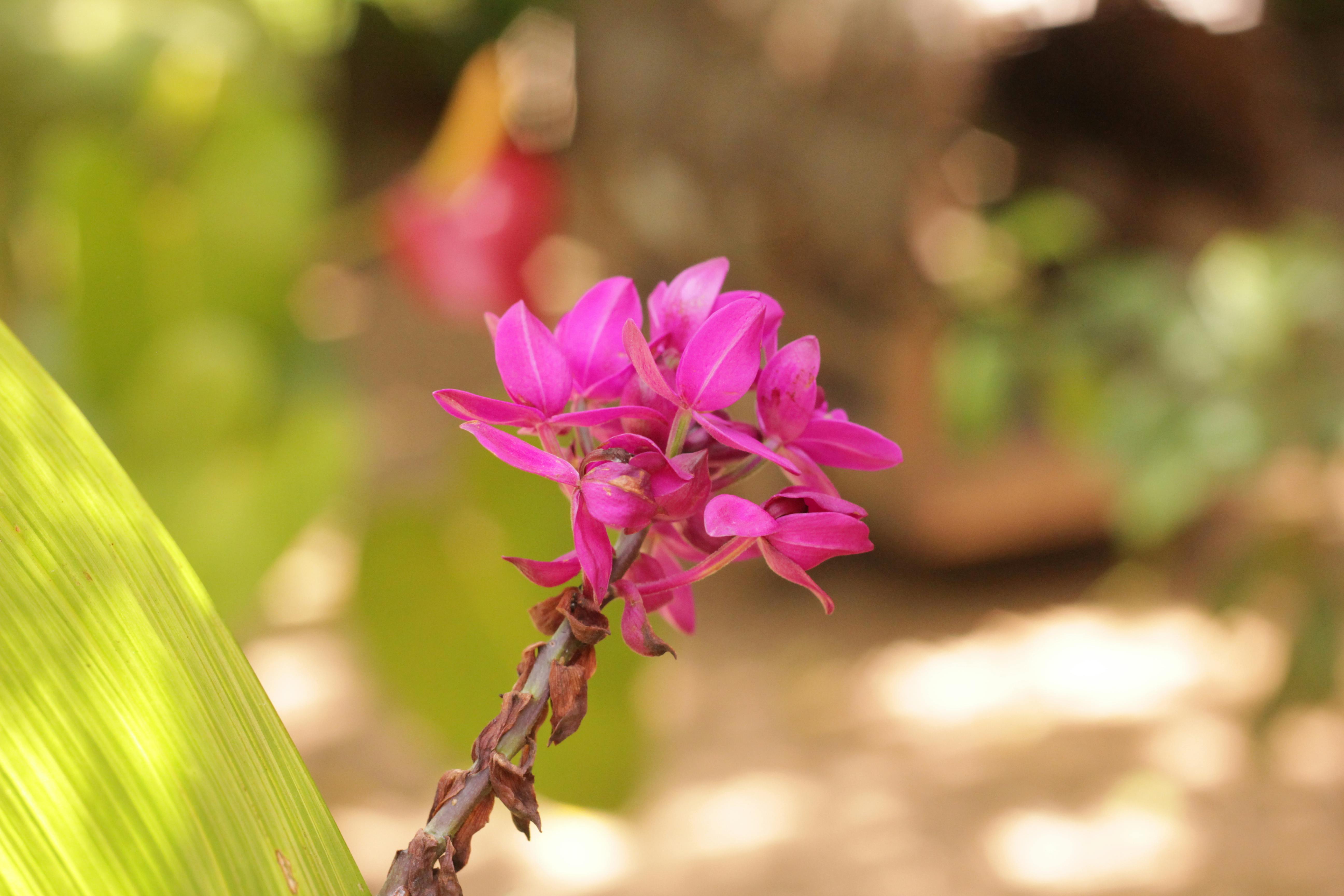 Senula Santhanayaka - Fotografía