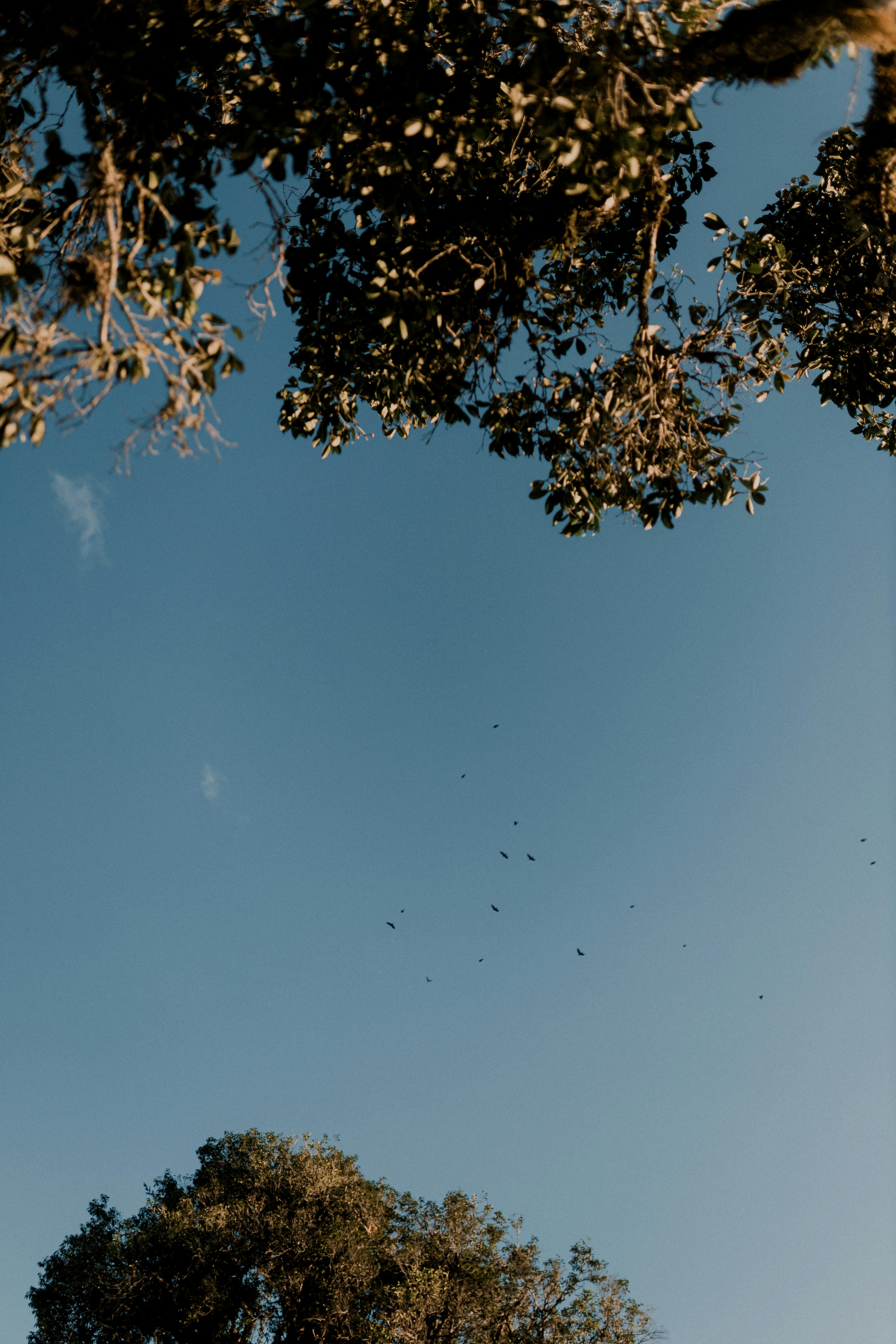 Nature Trees Birds Photos, Download The BEST Free Nature Trees Birds ...