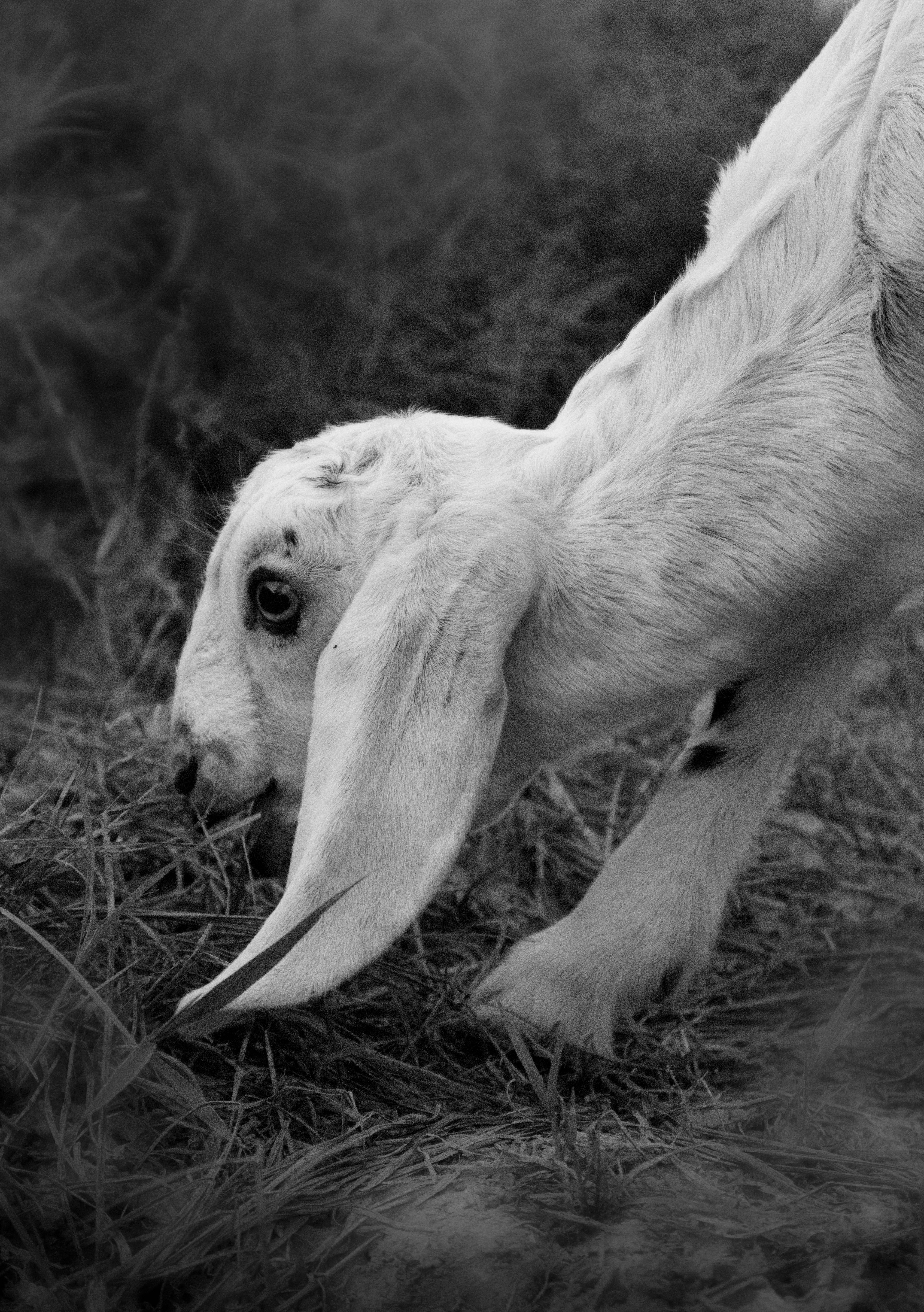 Goat Kid Eating Grass · Free Stock Photo
