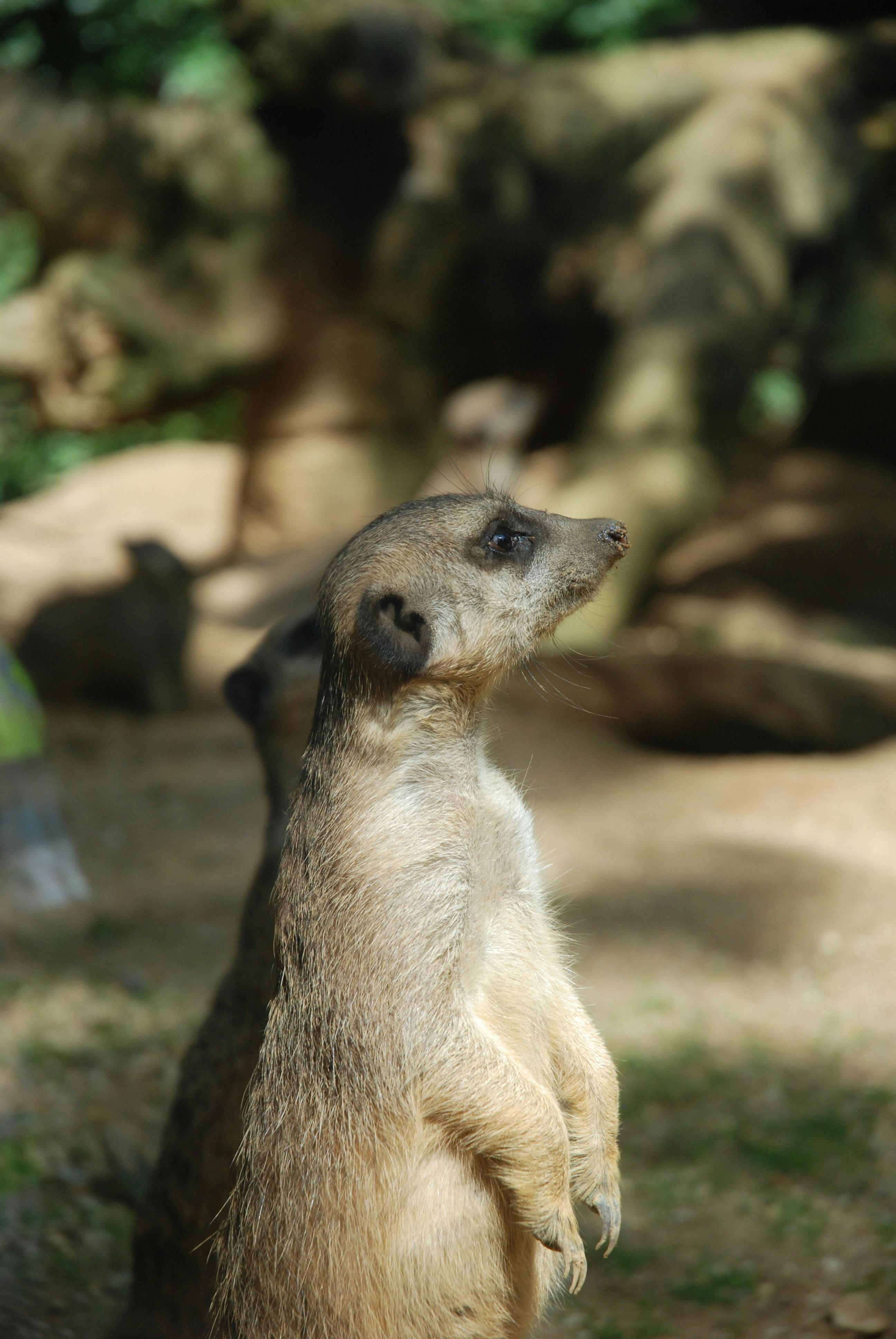 Portrait of Standing Meerkat · Free Stock Photo