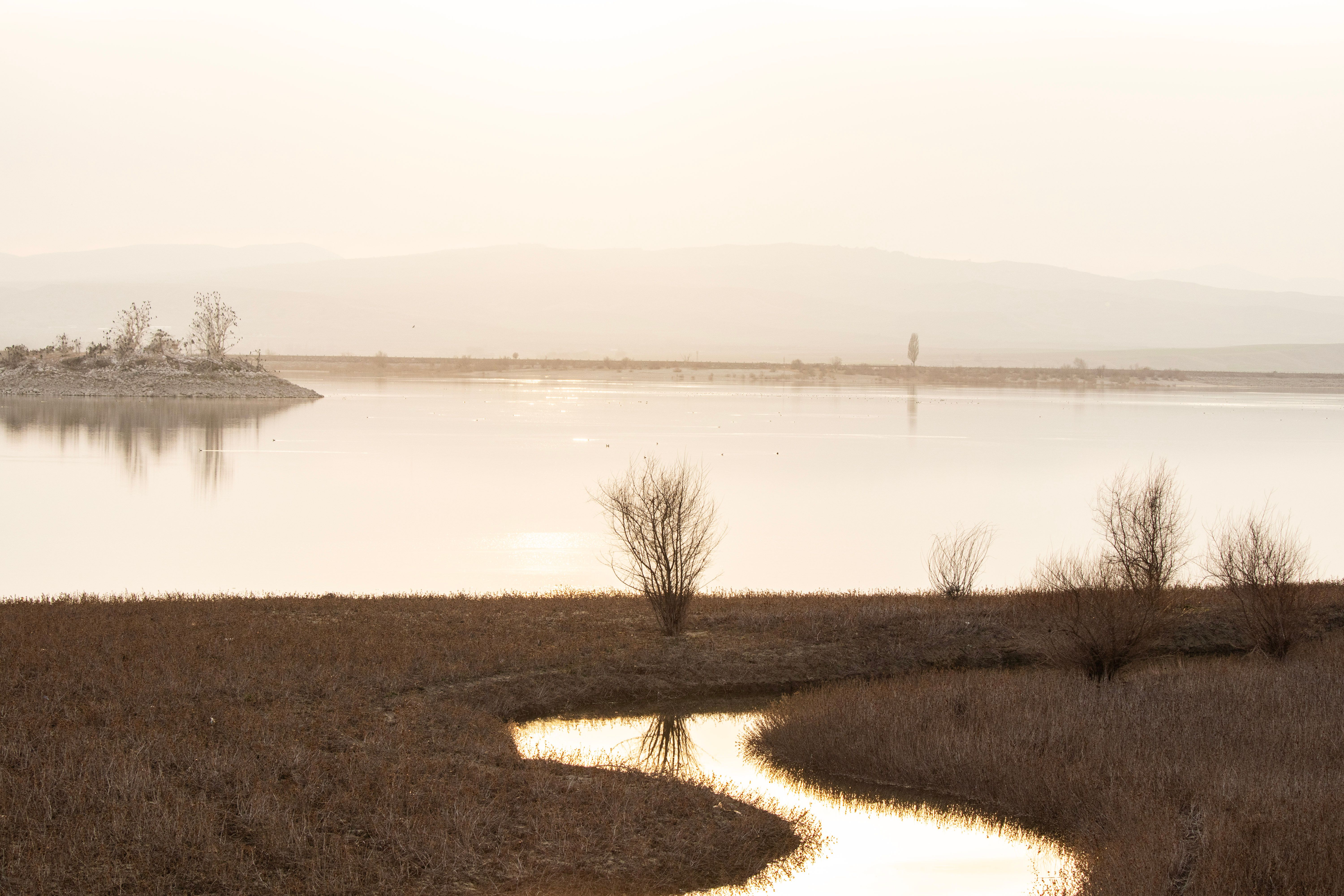 Short Trees by Lake at Sunset · Free Stock Photo