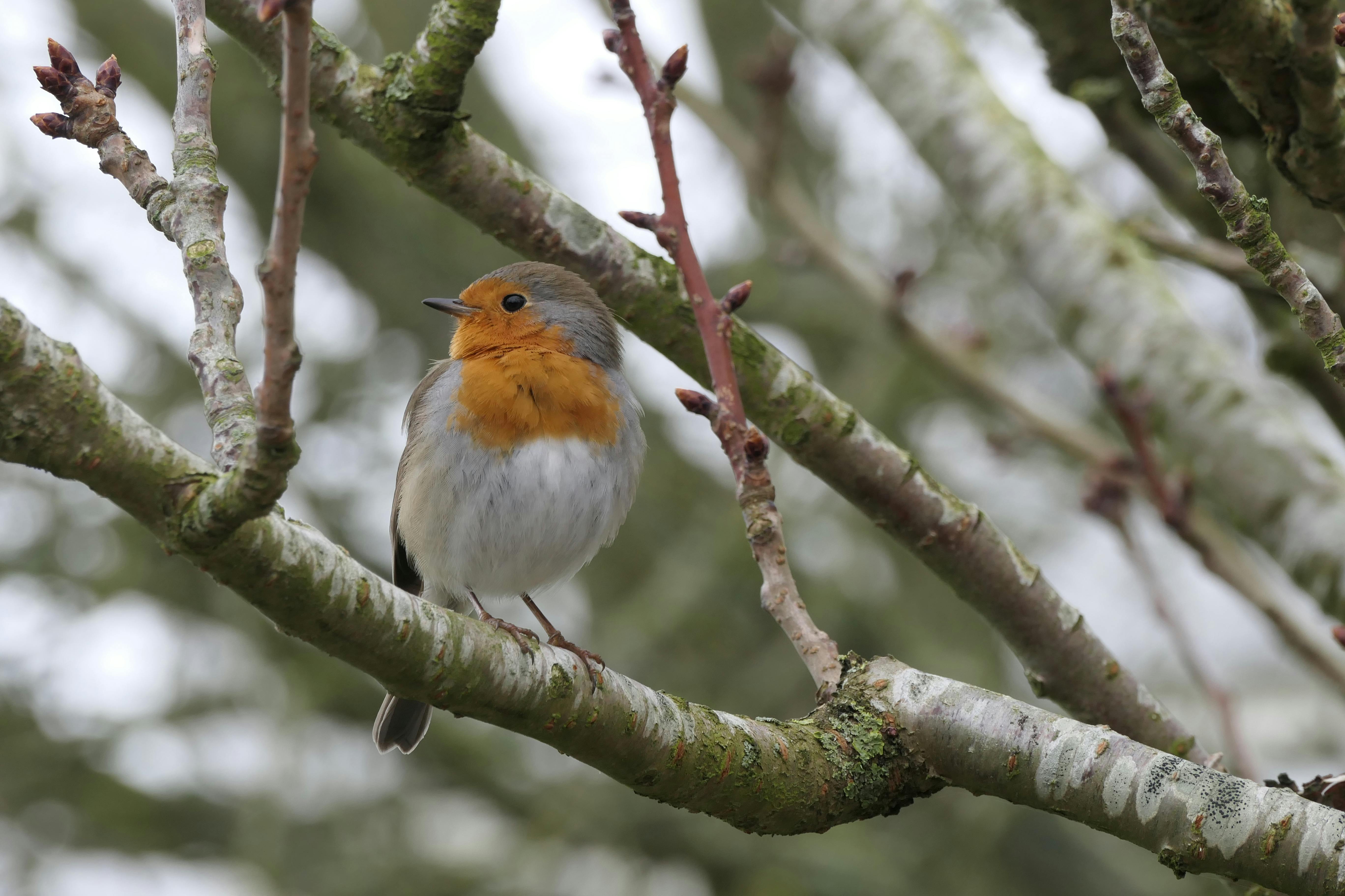 European Robin on Tree · Free Stock Photo