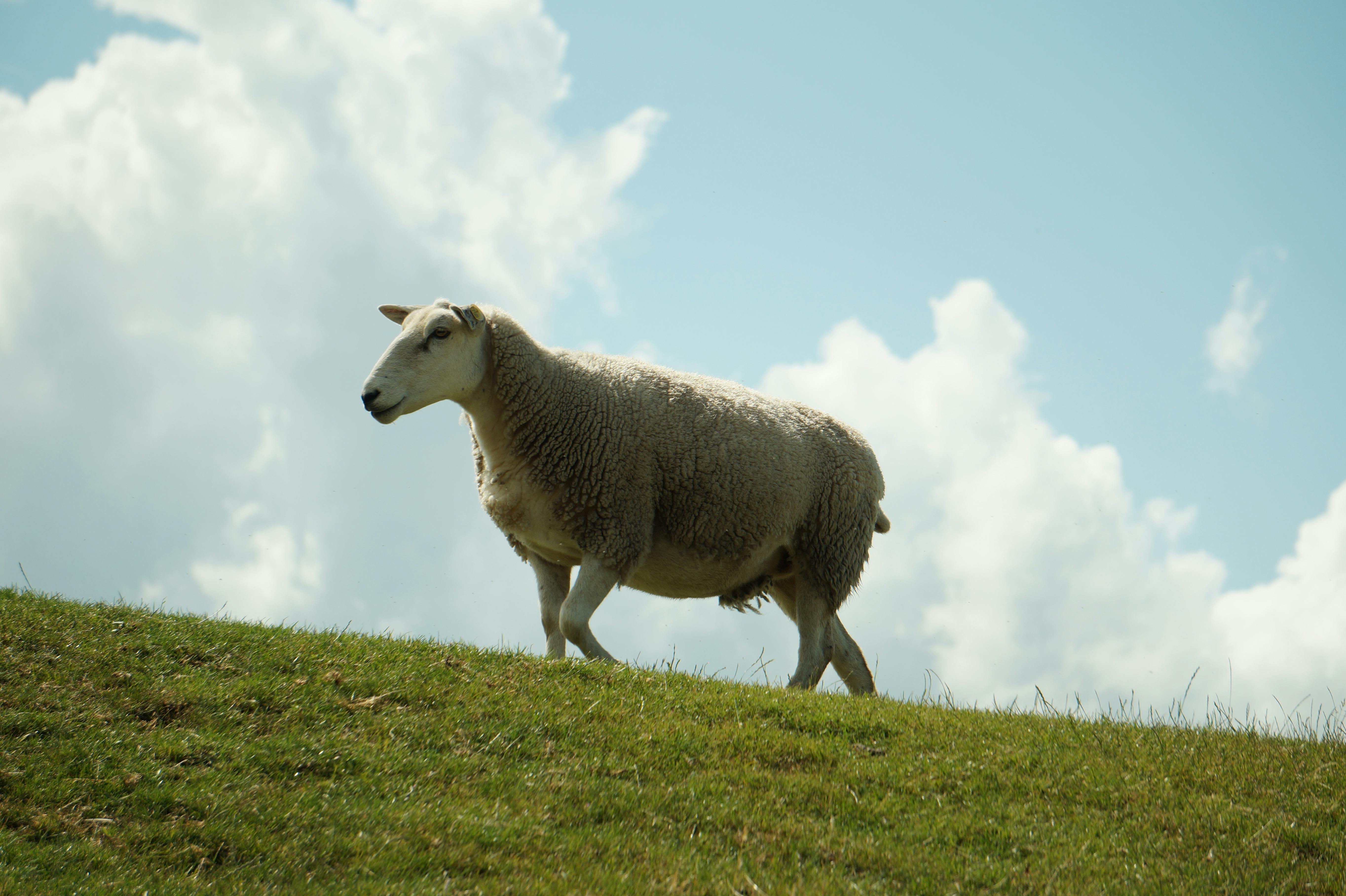 Foto de stock gratuita sobre agricultura, al aire libre, animal, animal de ganado, animales al ...