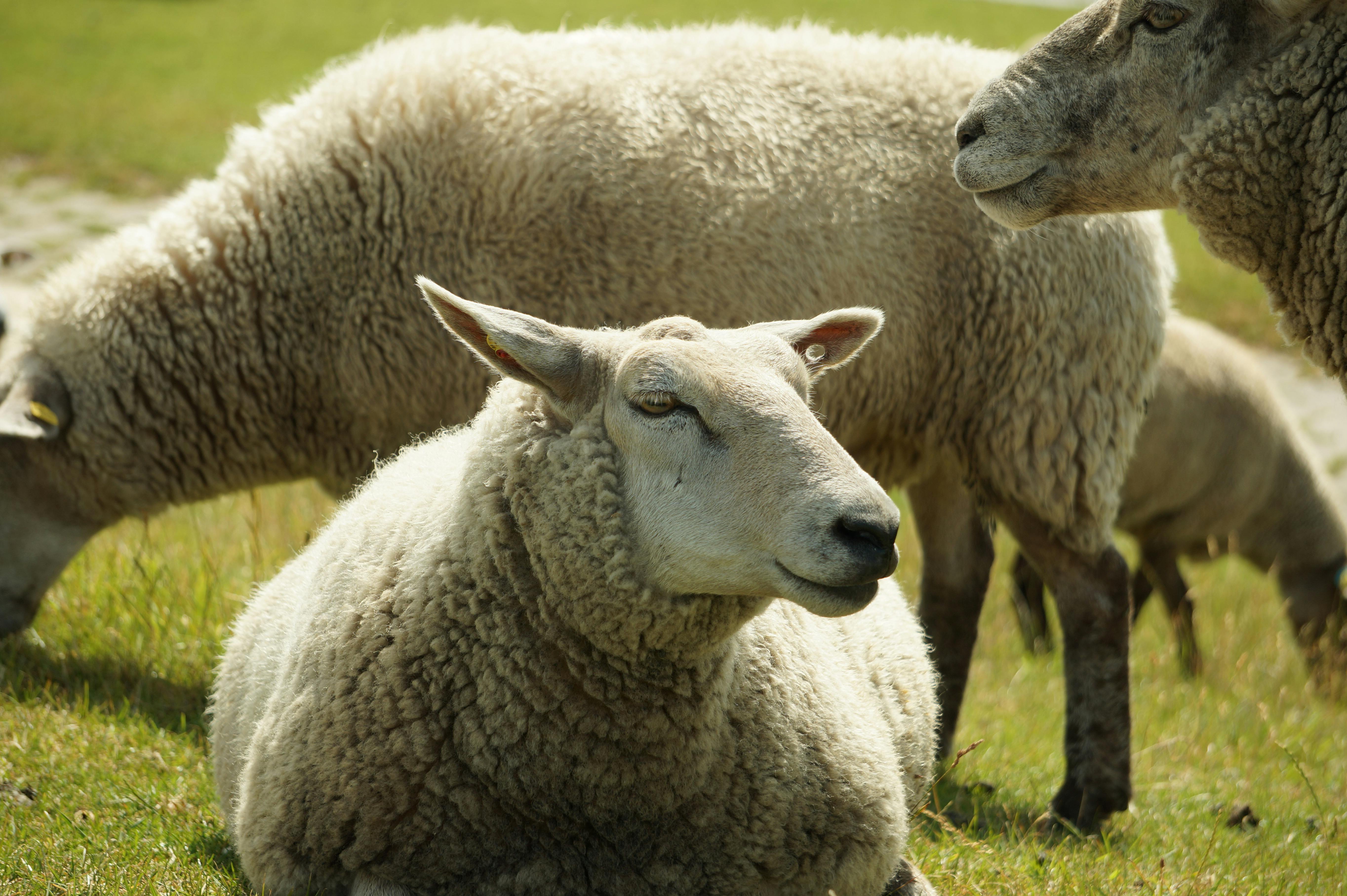Lamb And Shepherd Photos, Download The BEST Free Lamb And Shepherd ...