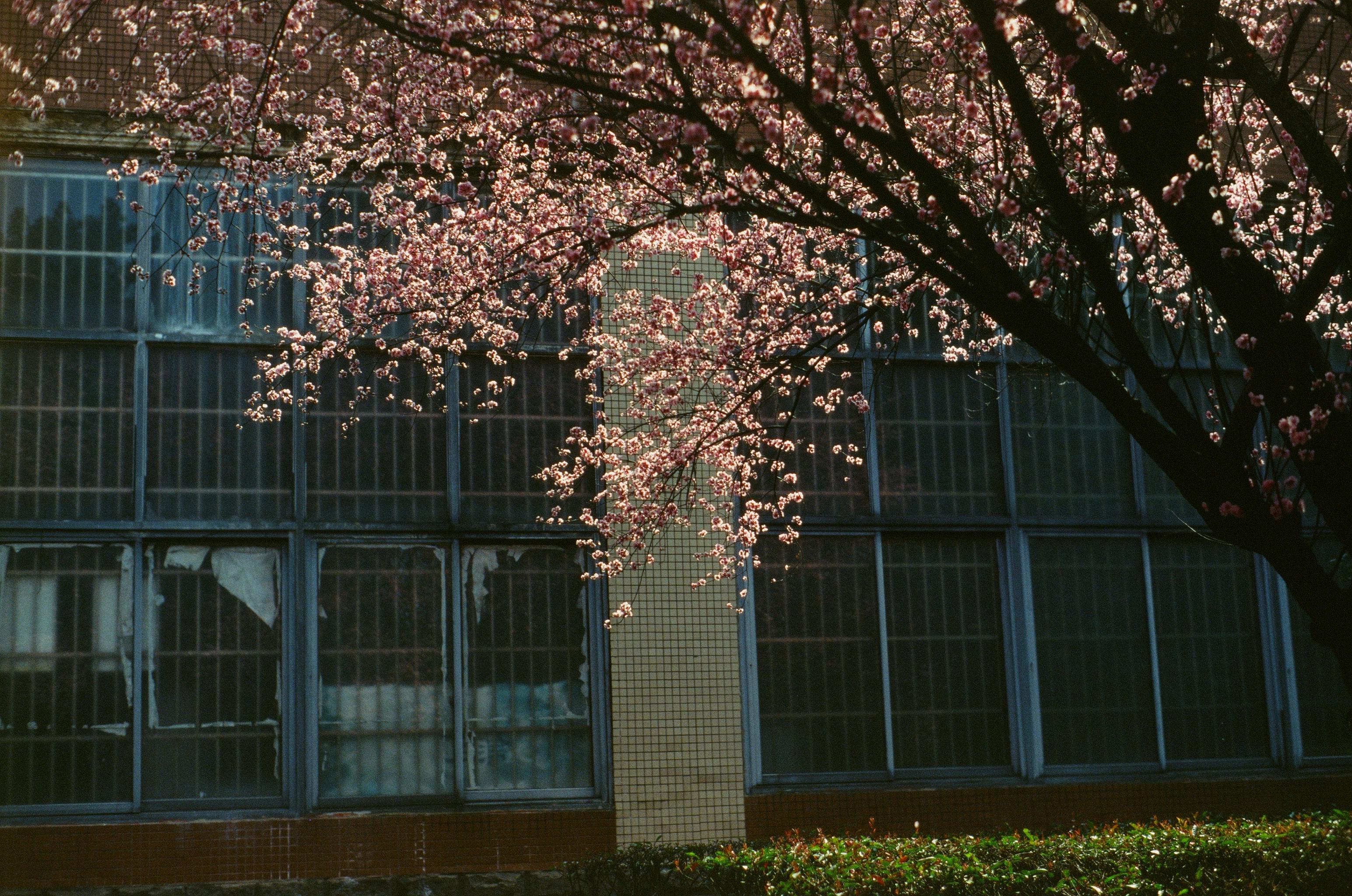 Cherry Tree near Building Windows · Free Stock Photo