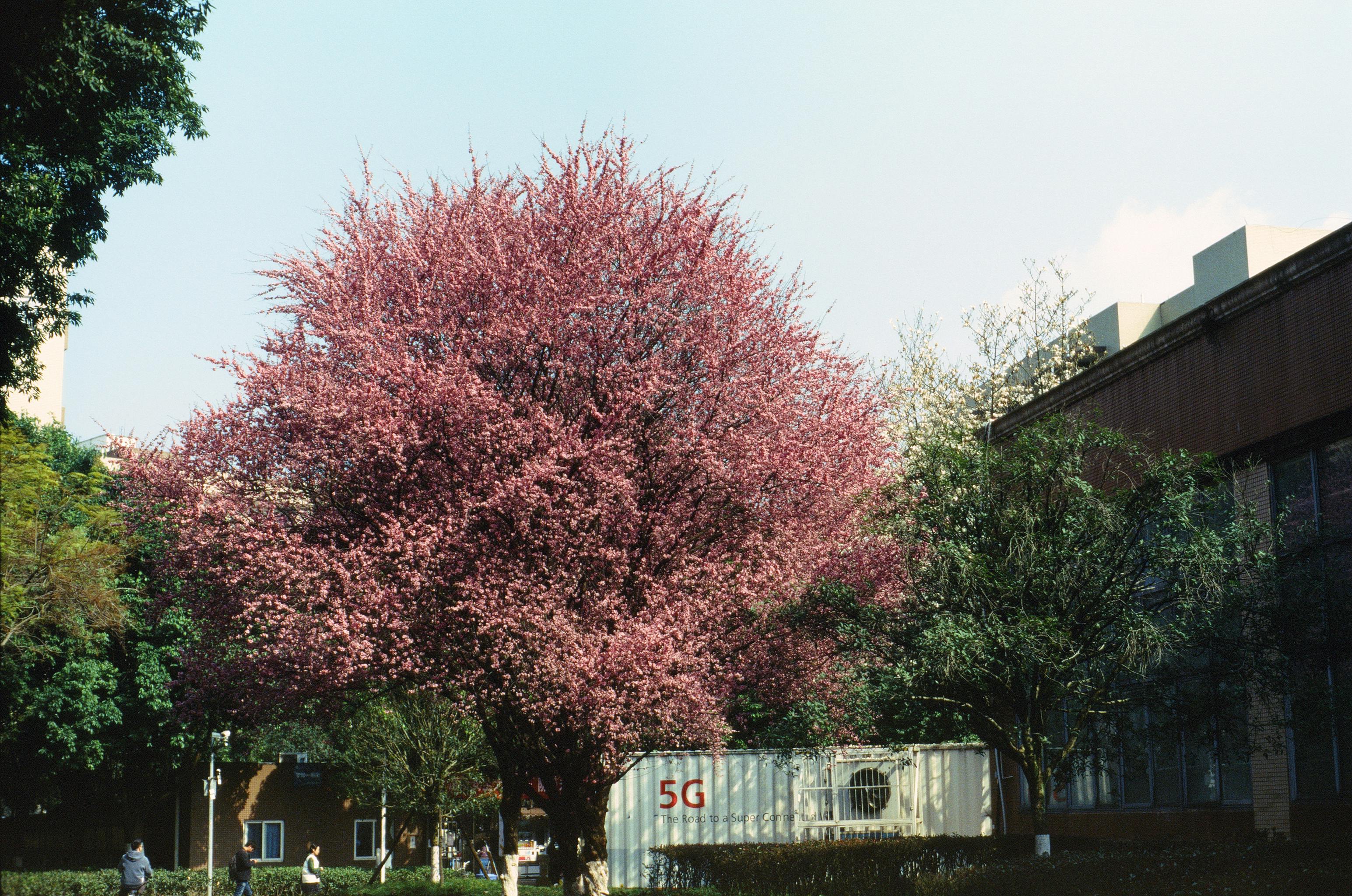 Medical Human Spring Photos, Download The BEST Free Medical Human ...