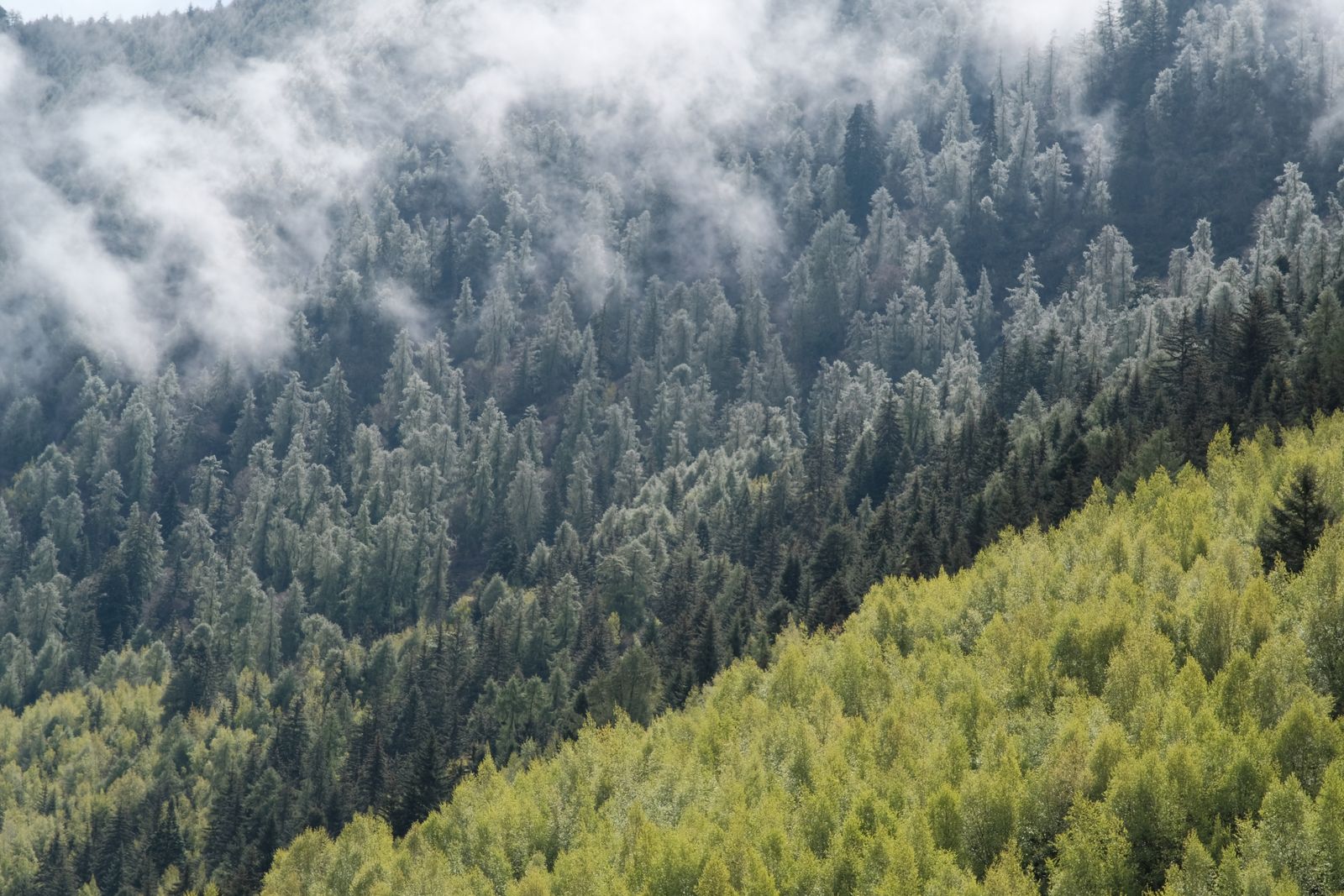 Dense Forest Photos, Download The BEST Free Dense Forest Stock Photos ...