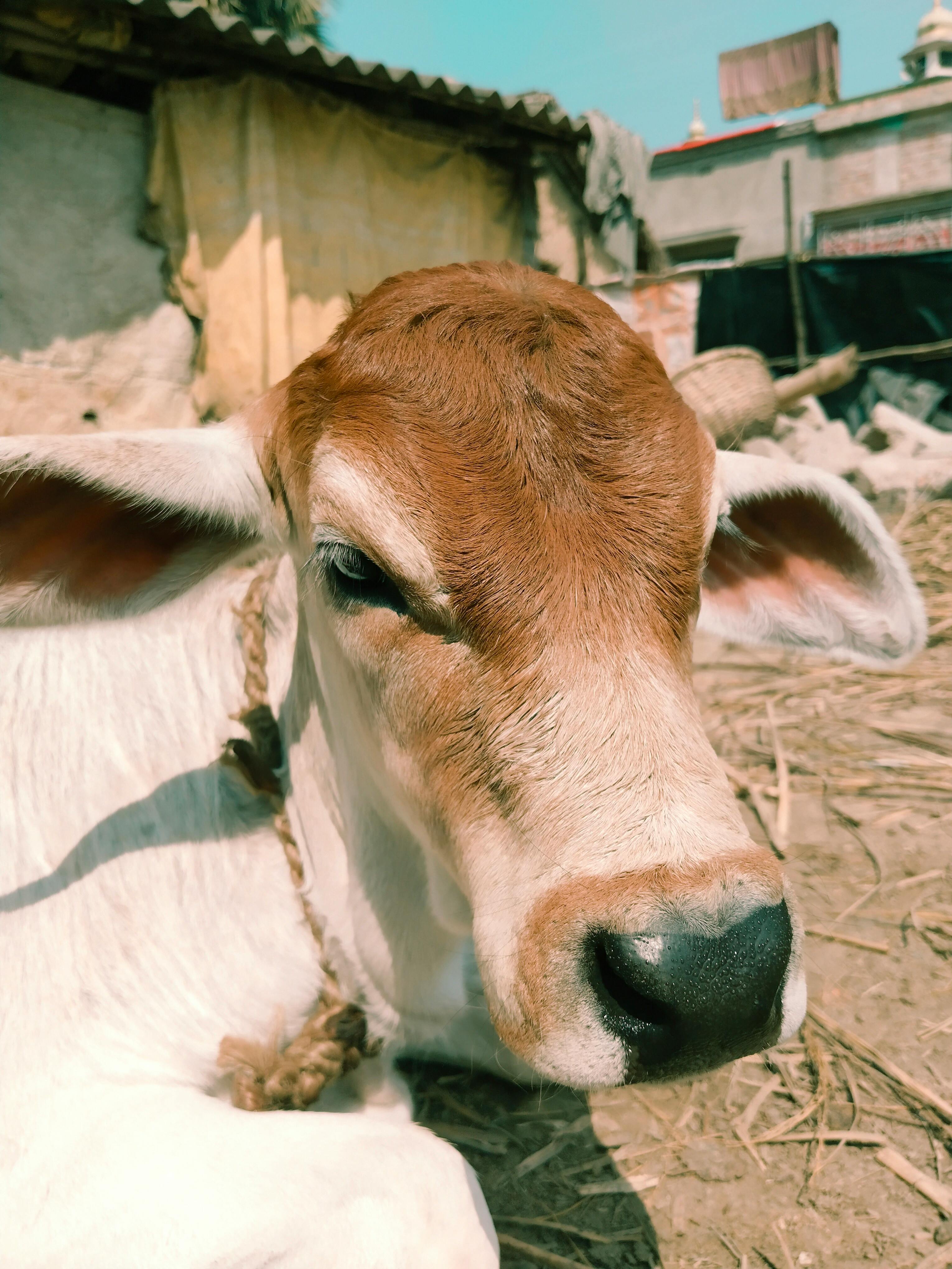 Portrait of Cow · Free Stock Photo
