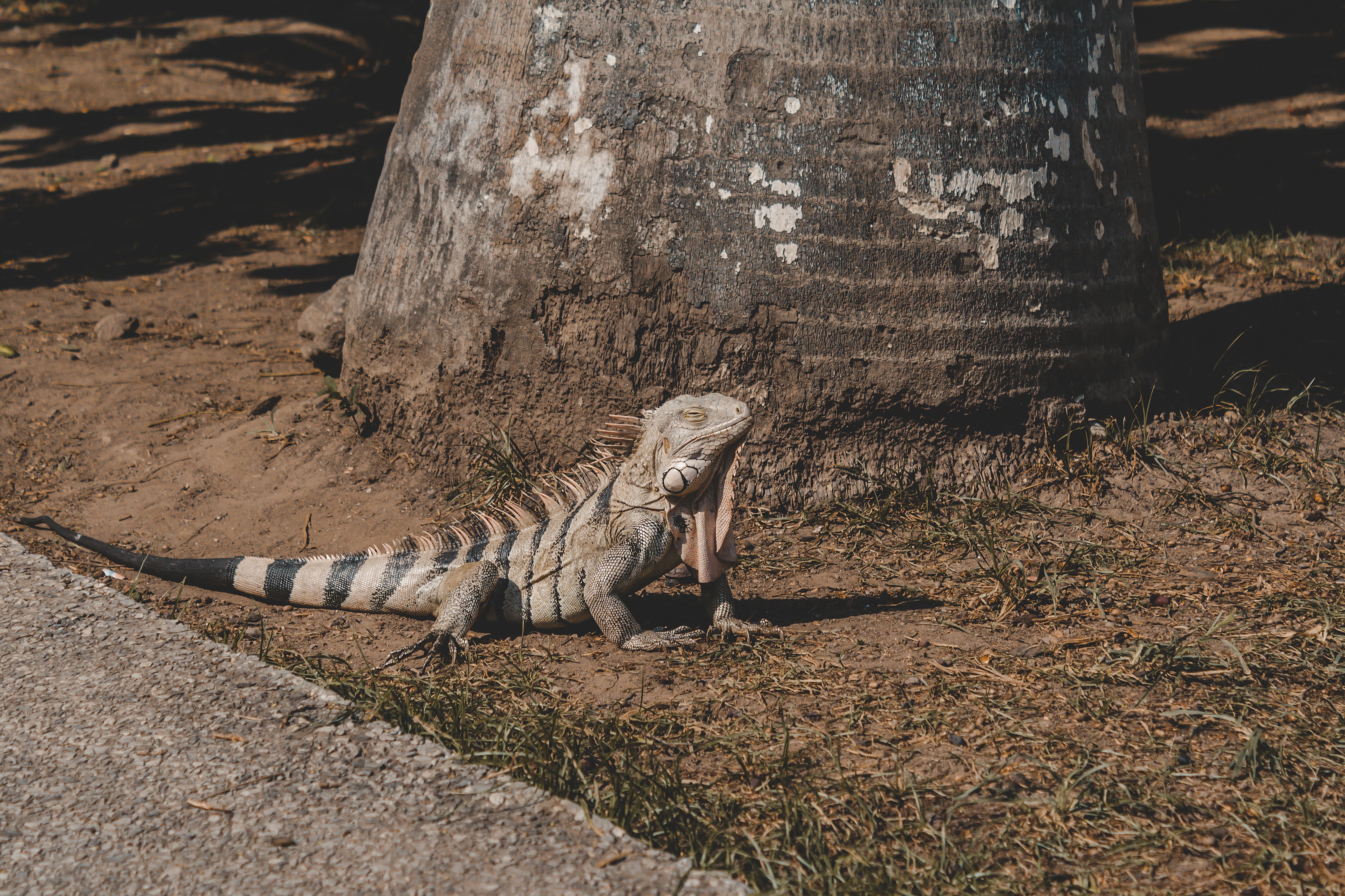 Photo of a Green Iguana Standing near a Tree · Free Stock Photo