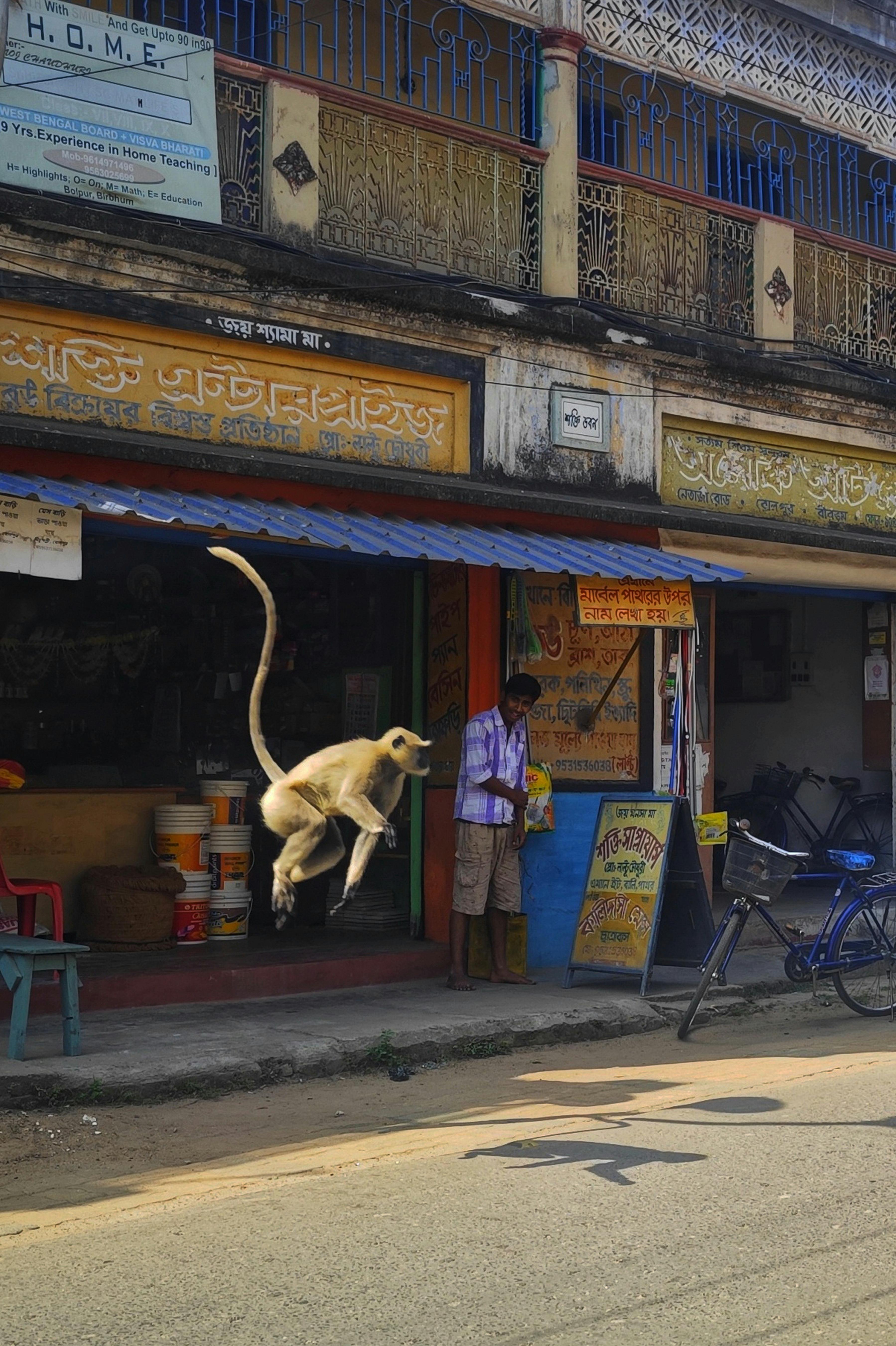 Photo of a Wild Monkey Jumping on a Street in City · Free Stock Photo