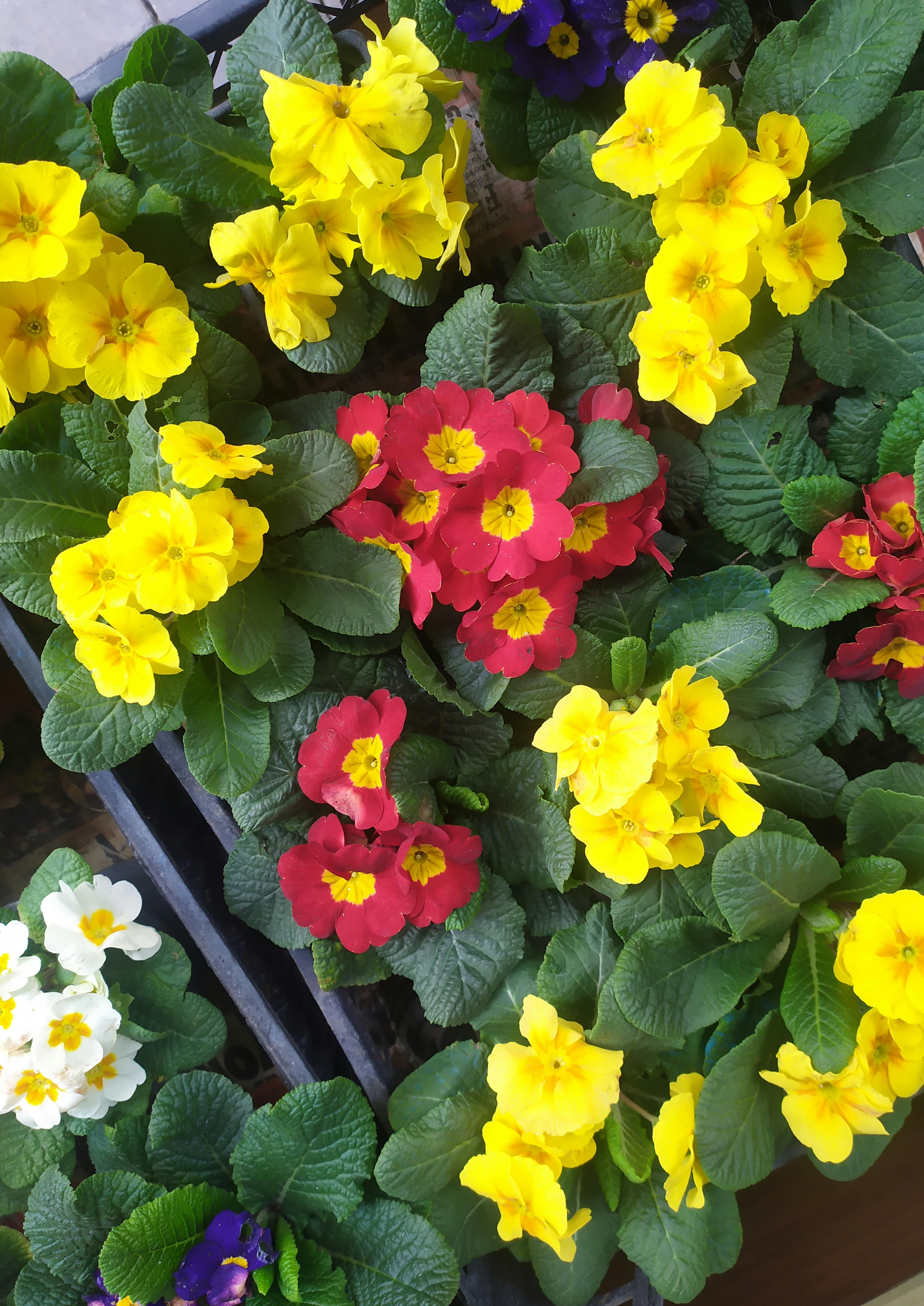 Common Primrose Pots in Various Colors · Free Stock Photo