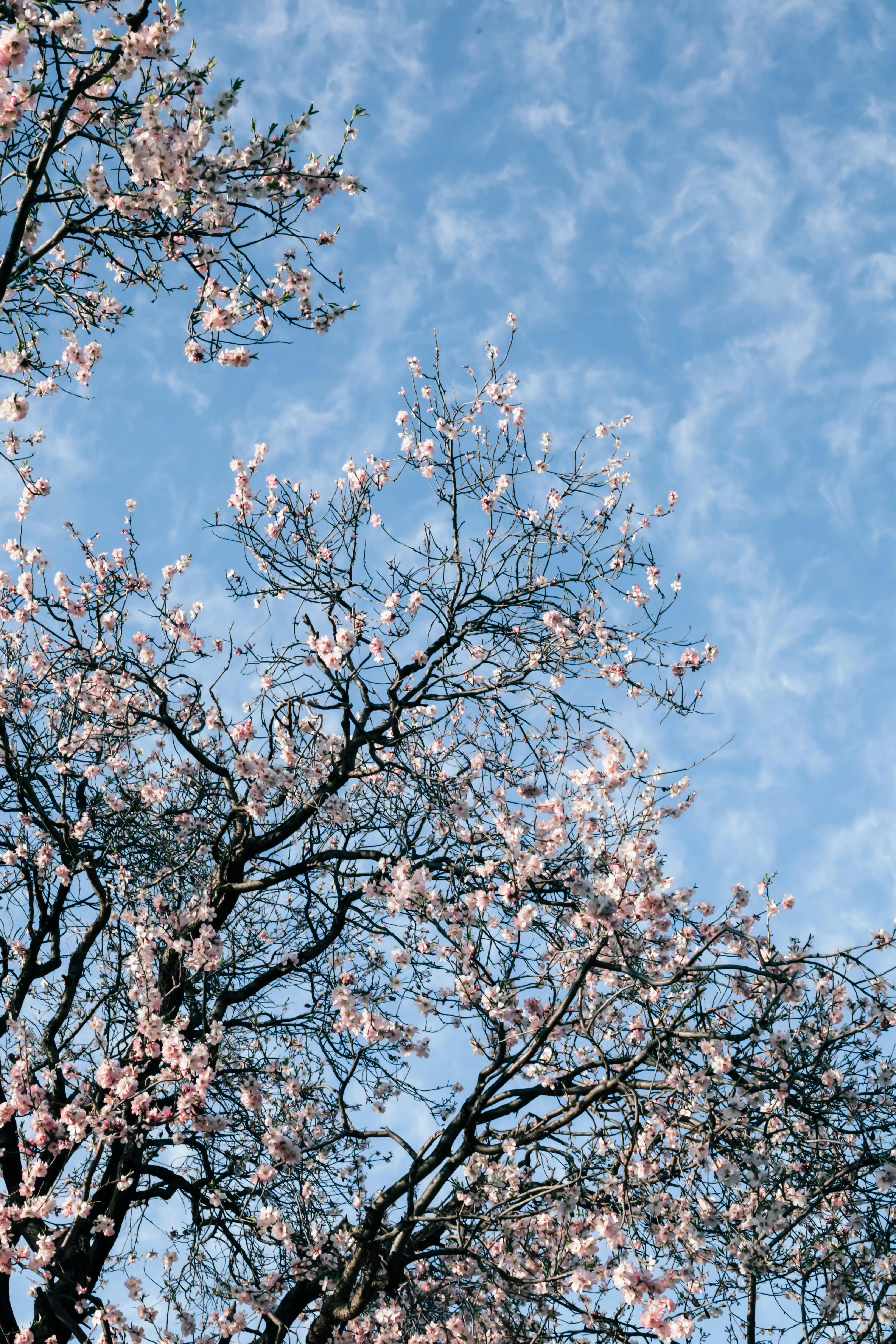 Bloom Tomb Photos, Download The BEST Free Bloom Tomb Stock Photos & HD ...