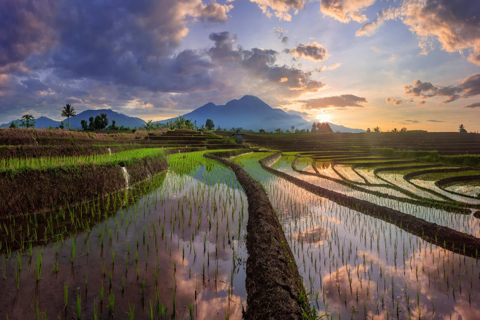 The Rice Fields Sunset Photos, Download The BEST Free The Rice Fields ...
