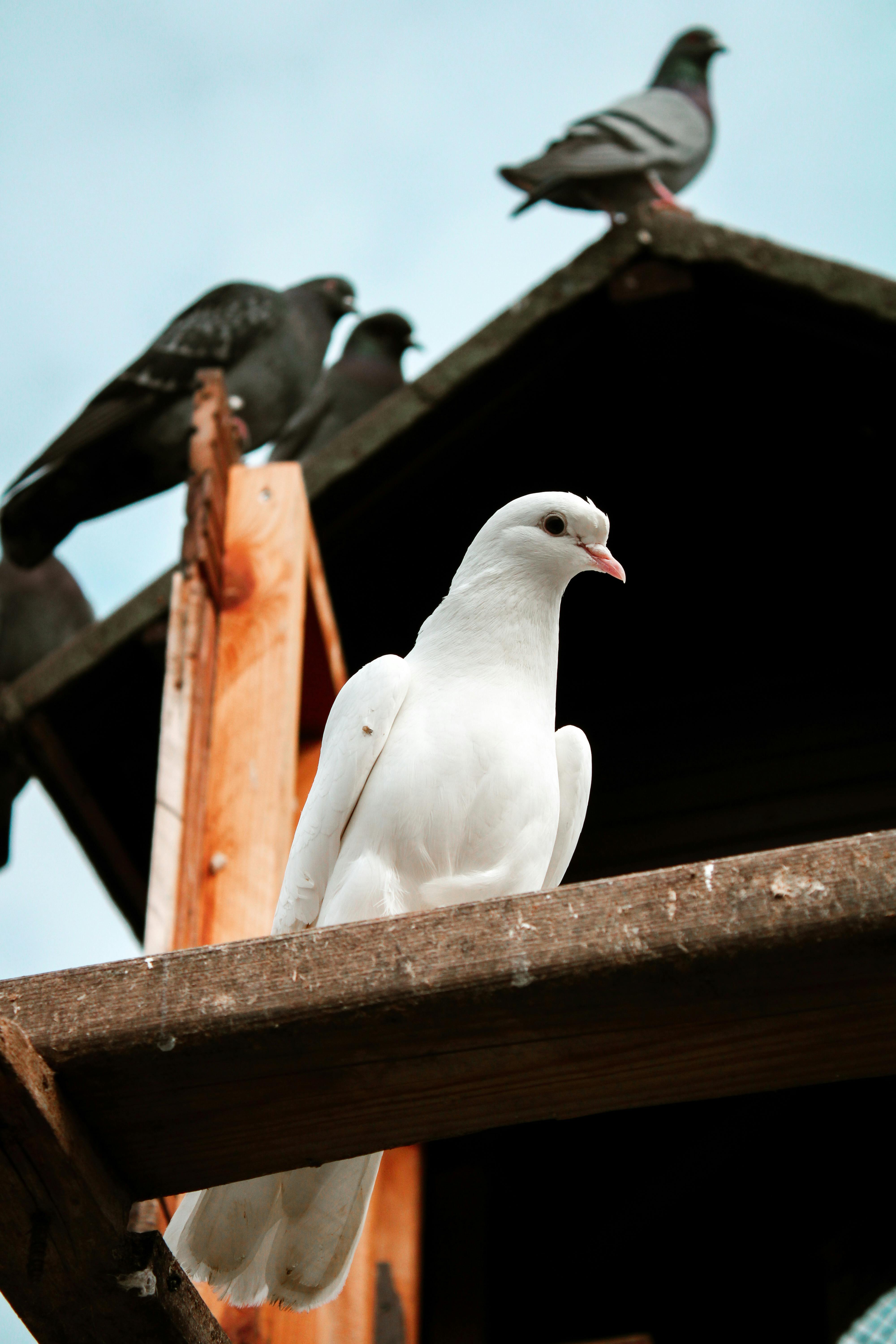White Homing Pigeon · Free Stock Photo